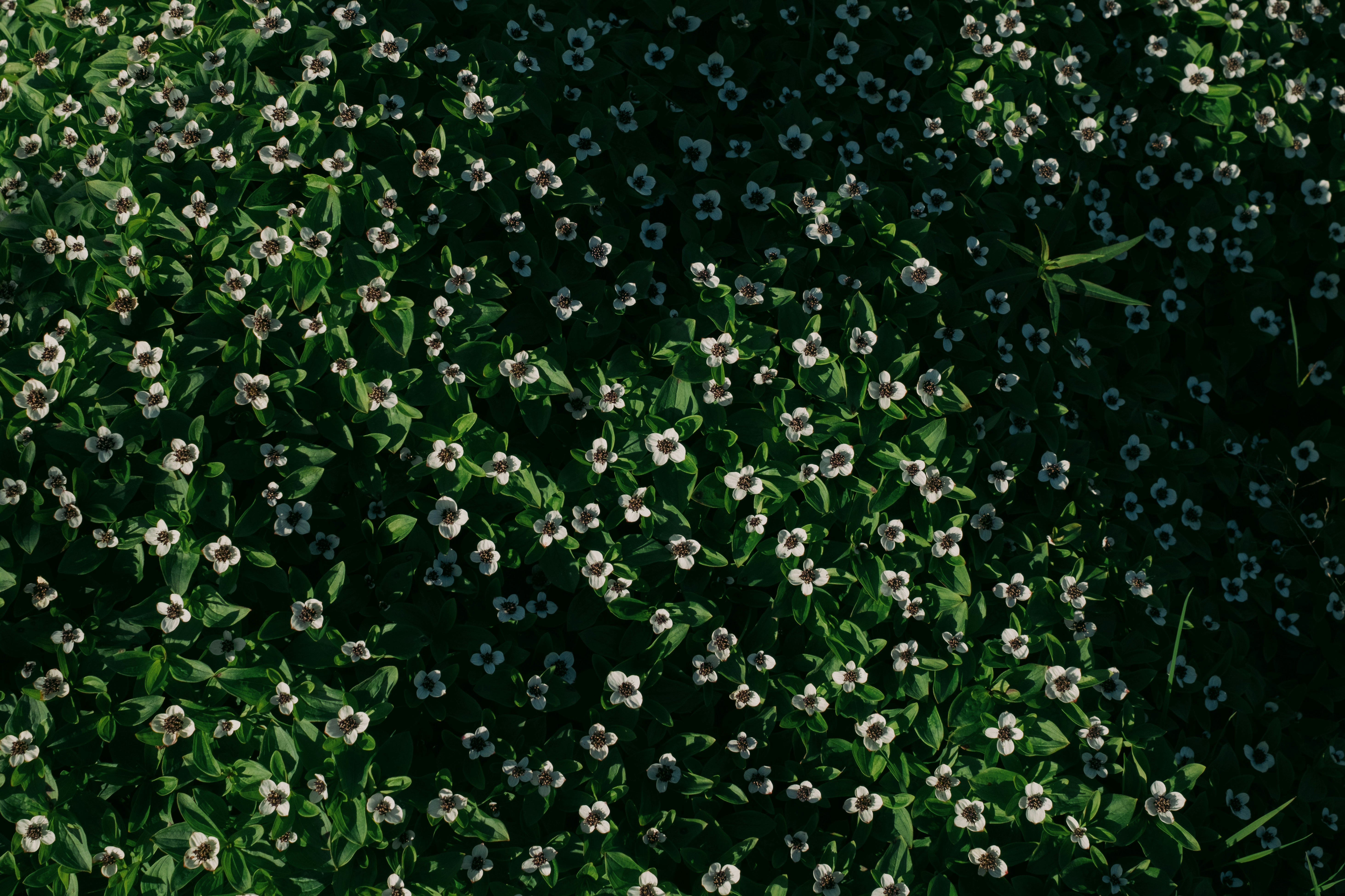 A Tapestry of Nature's Palette
