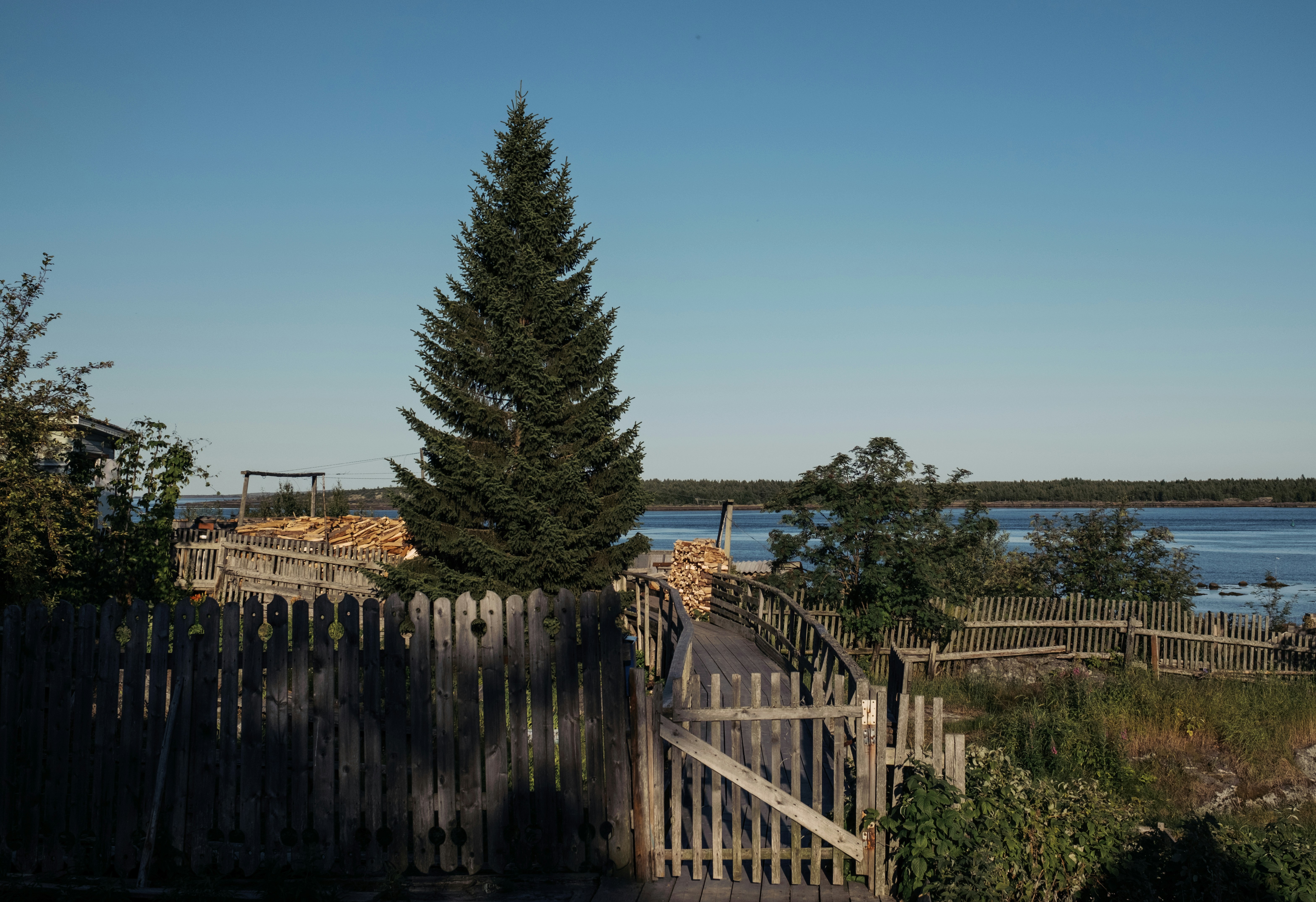 A serene landscape featuring a tall evergreen tree beside a wooden fence, with logs stacked in the background and a calm river reflecting the clear sky.