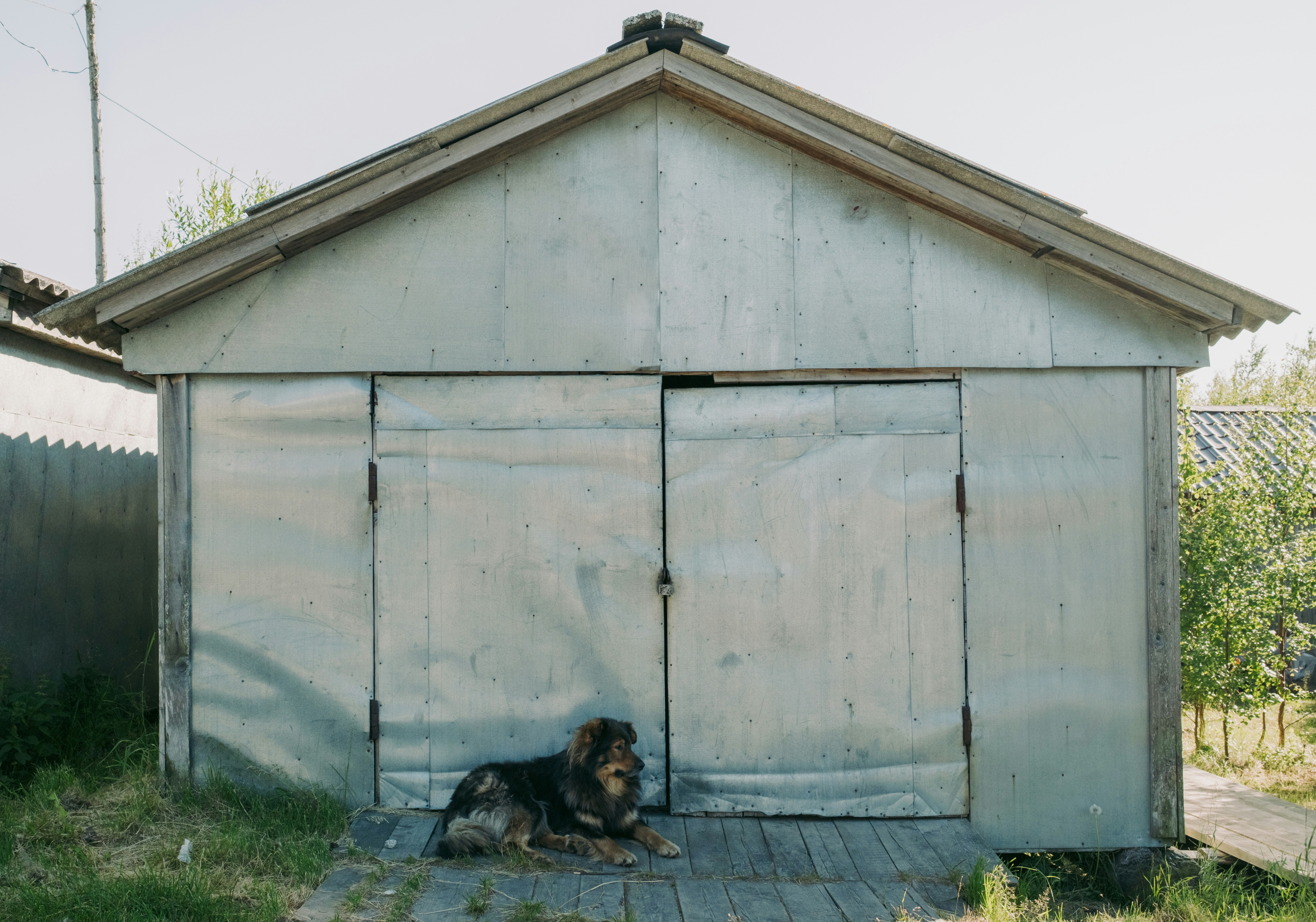Guardian of the Shed