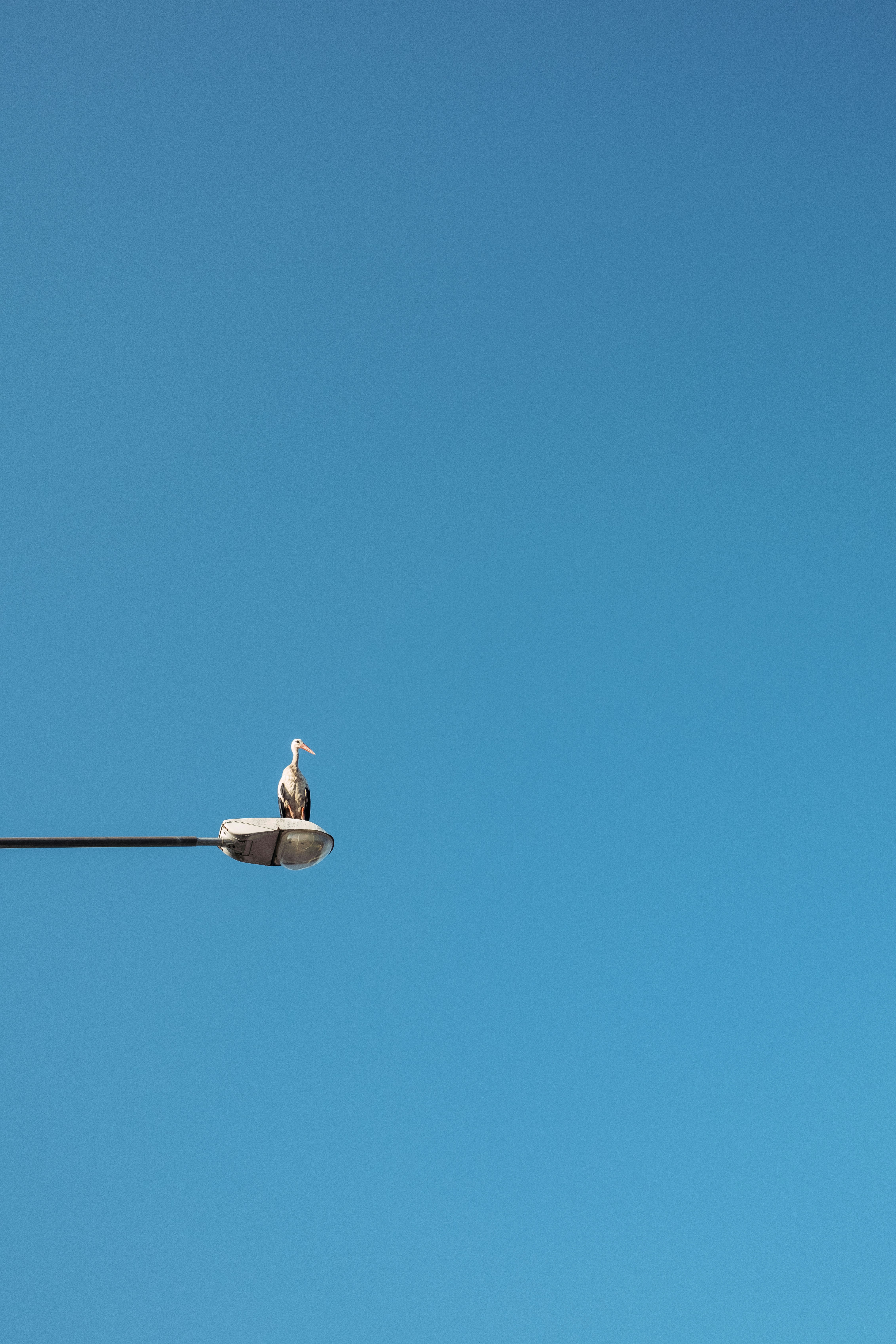 Urban Perch: A Stork's Solitude
