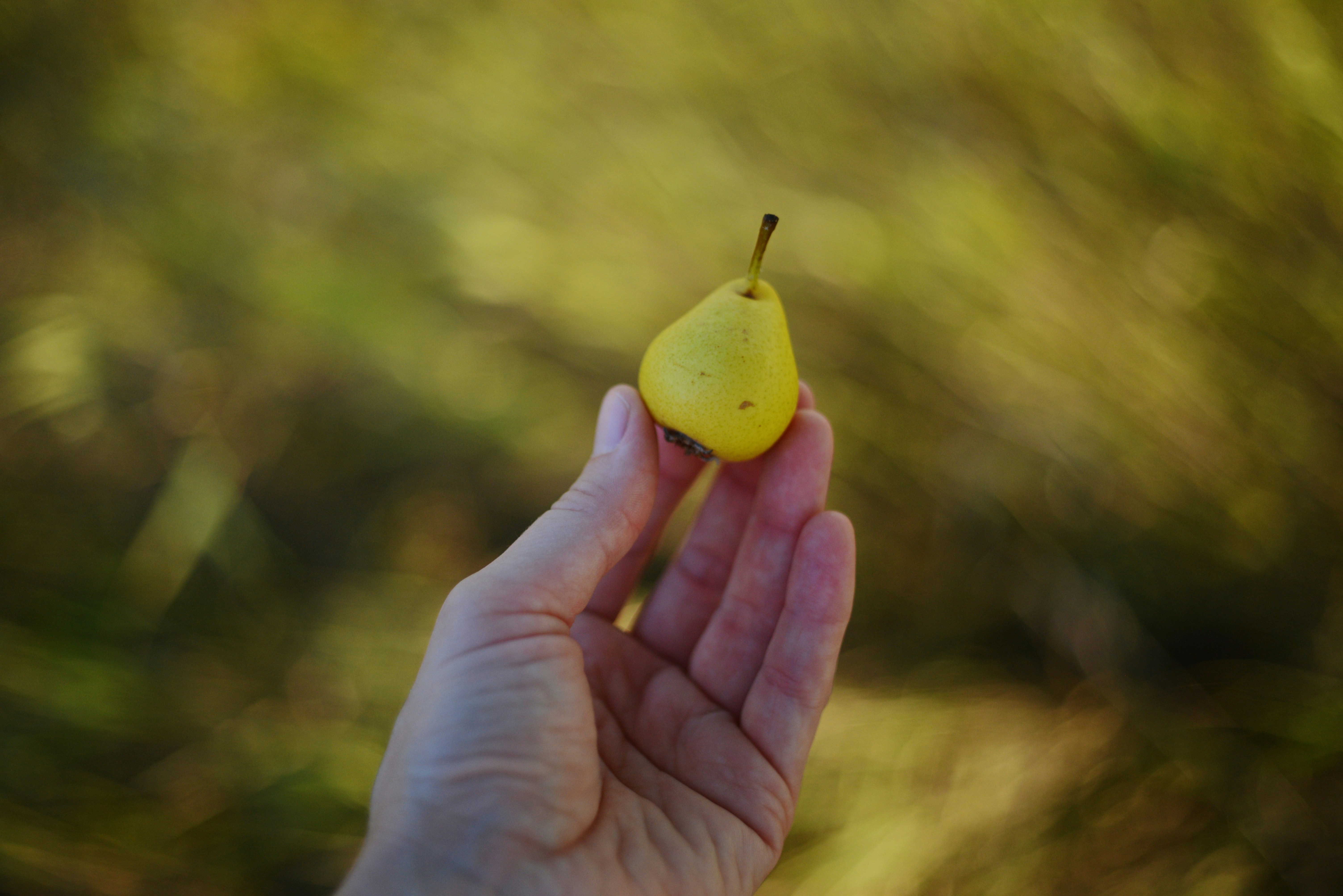 A hand holds a small yellow pear outdoors