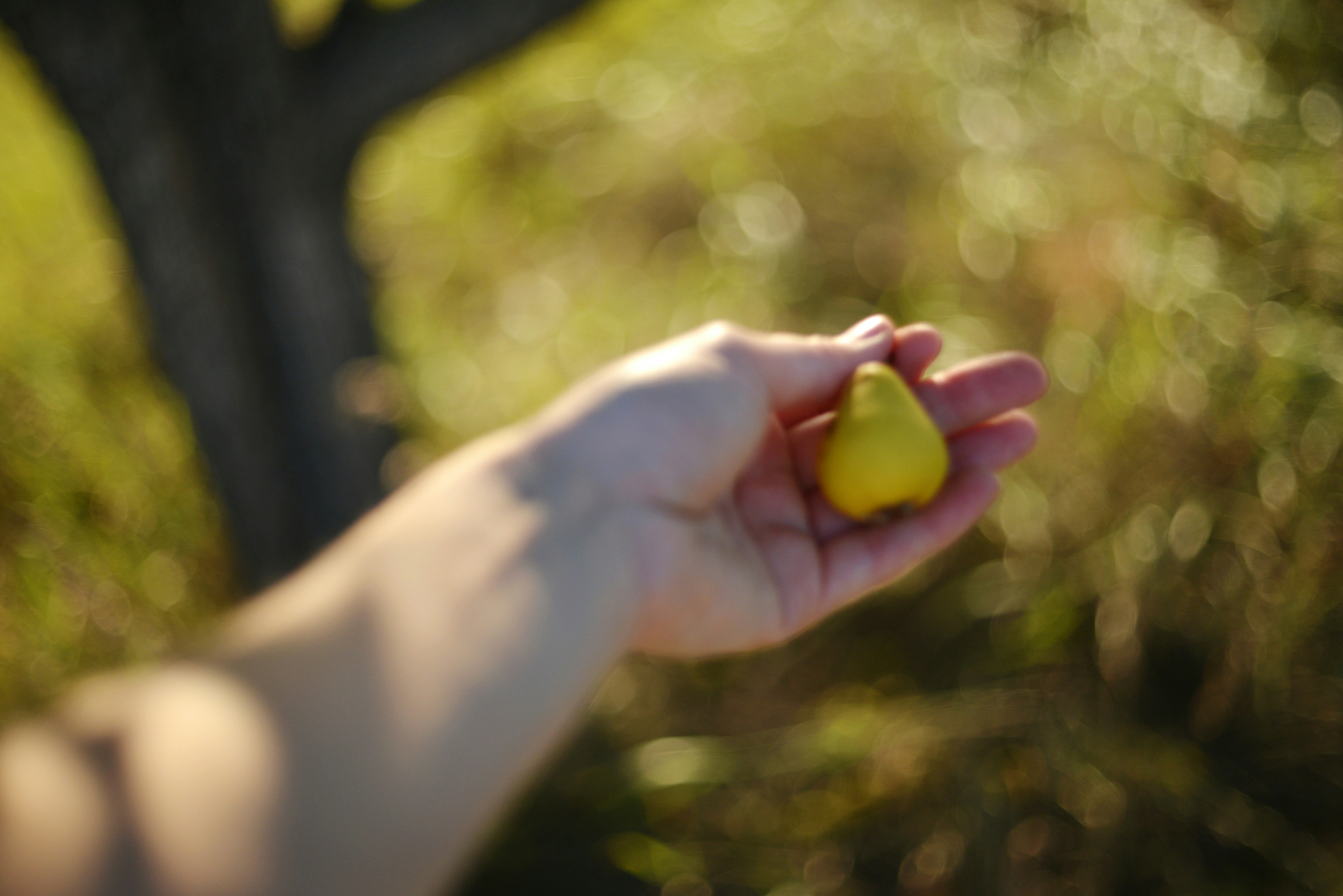 Hand holding a small yellow pear outdoors