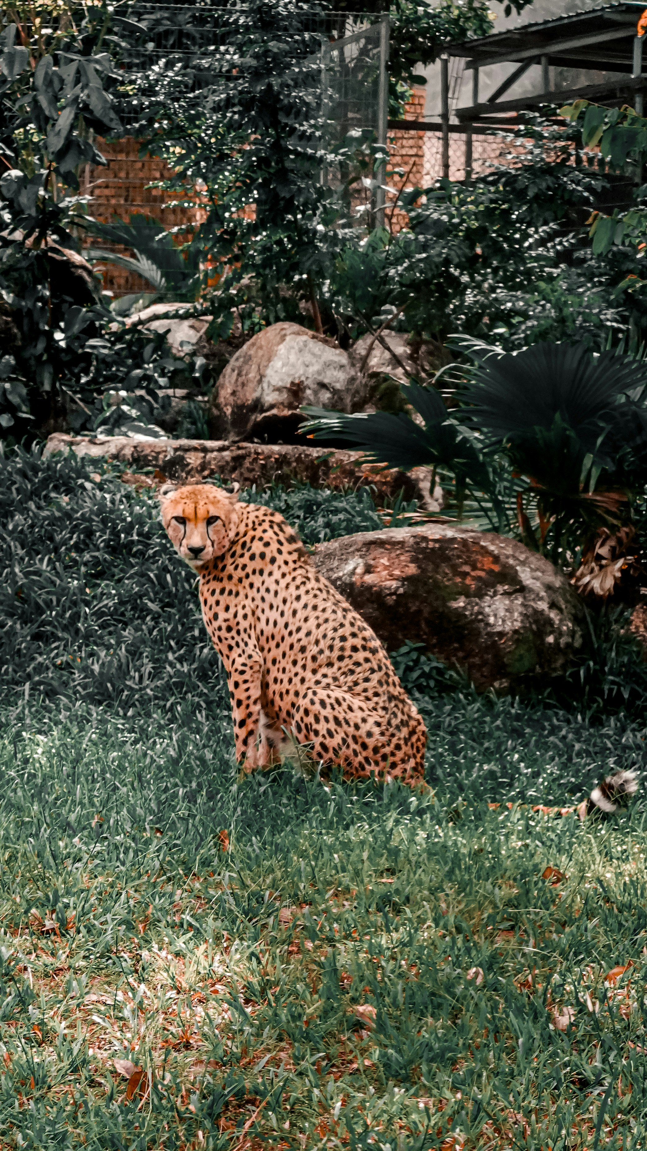 Silent Watcher in the Greenery