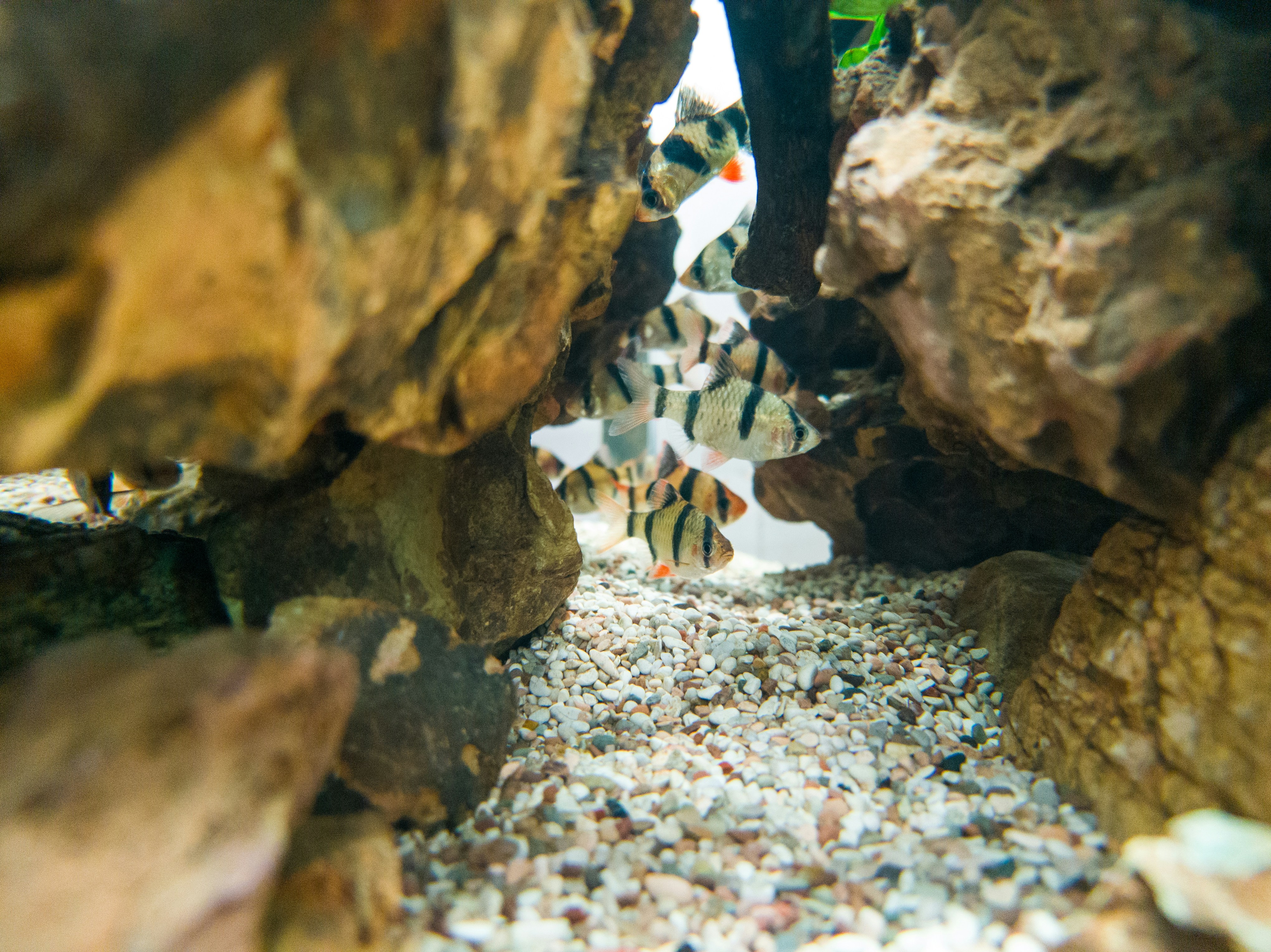 Energetic tiger barbs swimming playfully between natural aquarium driftwoods and decorative aquarium stones, in a beautifully maintained setup by Aquarium Products India, showcasing a vibrant and lively aquatic scene. | Tiger barbs swim through rocks in a freshwater aquarium.