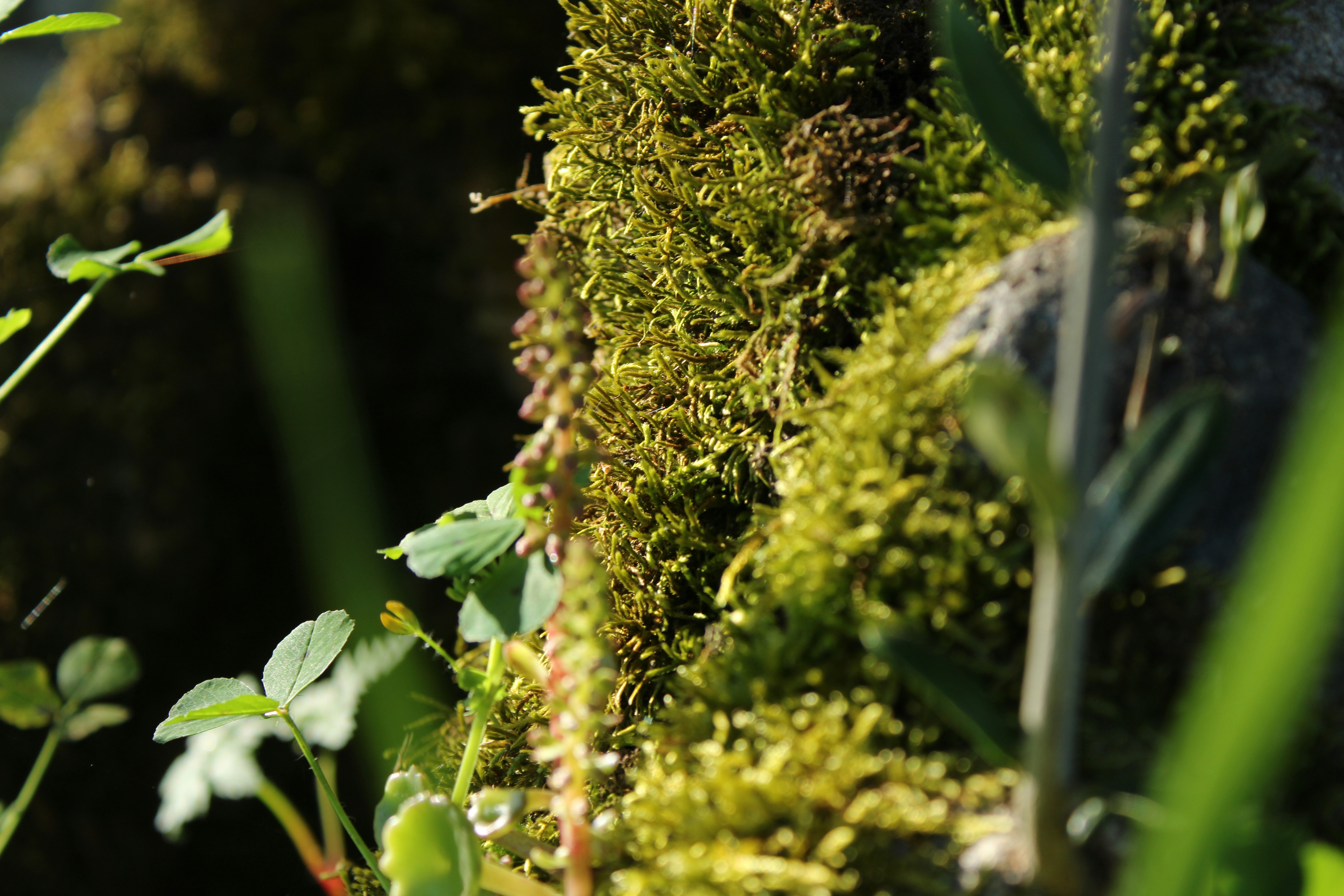 Whispers of Nature: A Mossy Haven