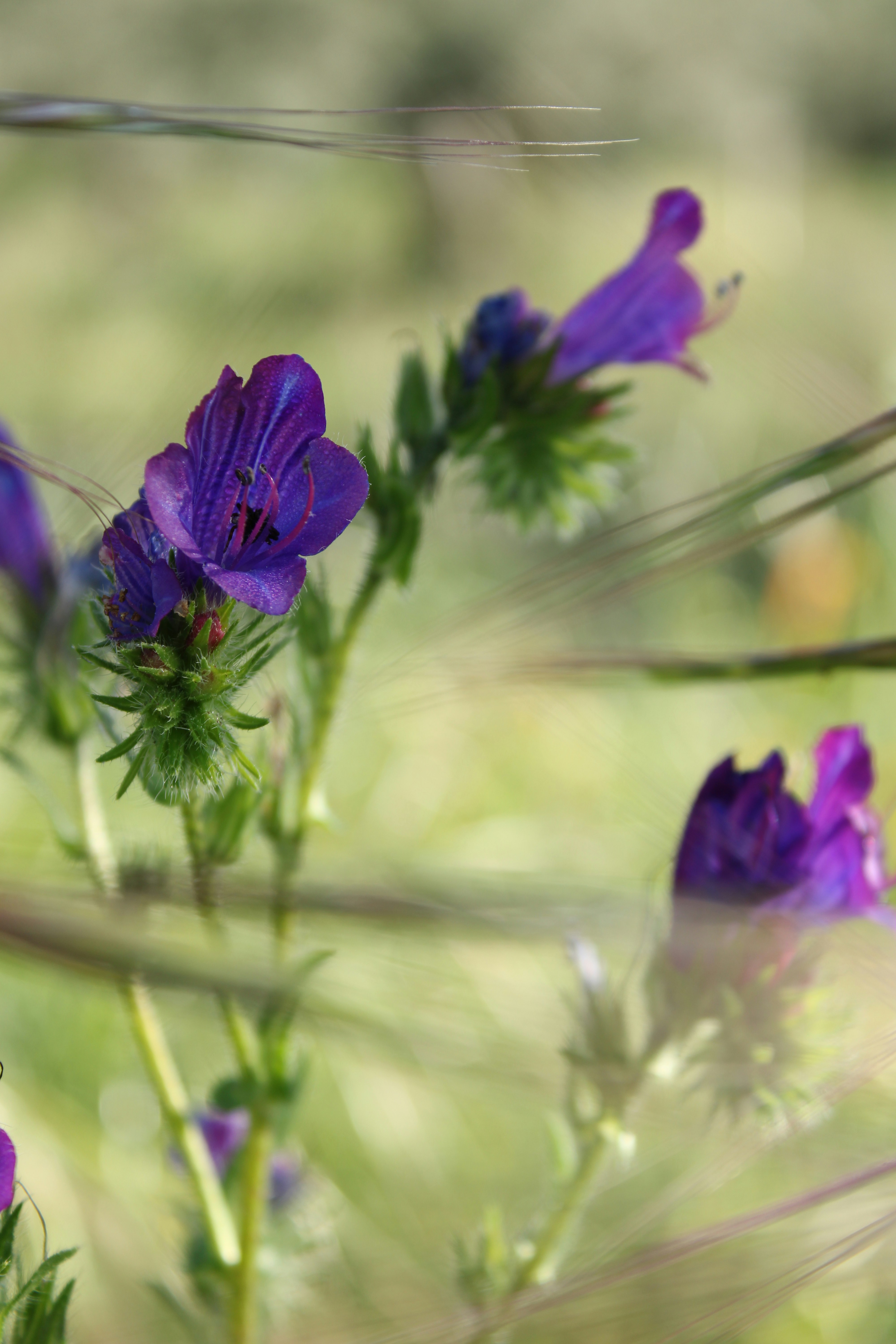 Whispers of Wildflowers in Bloom
