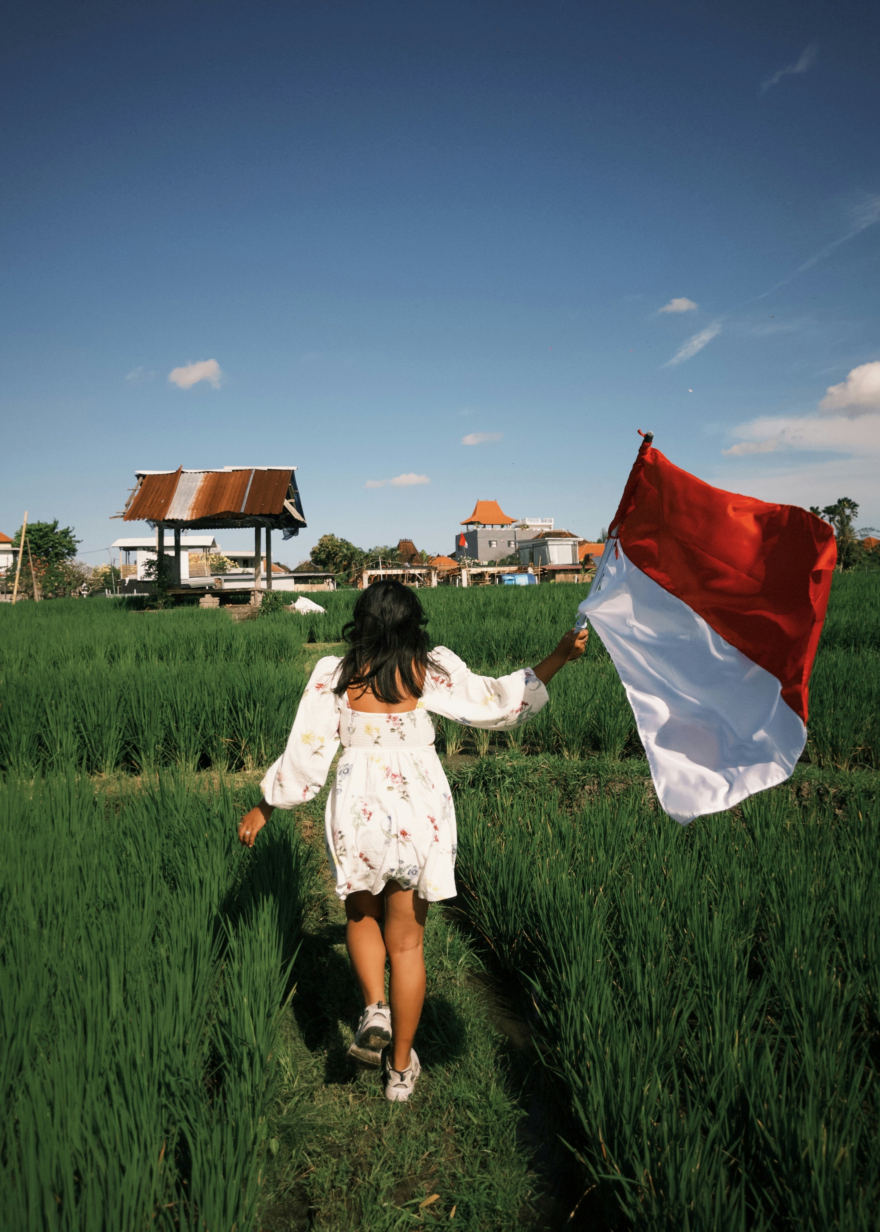 Waves of Green: A Journey Through Rice Fields