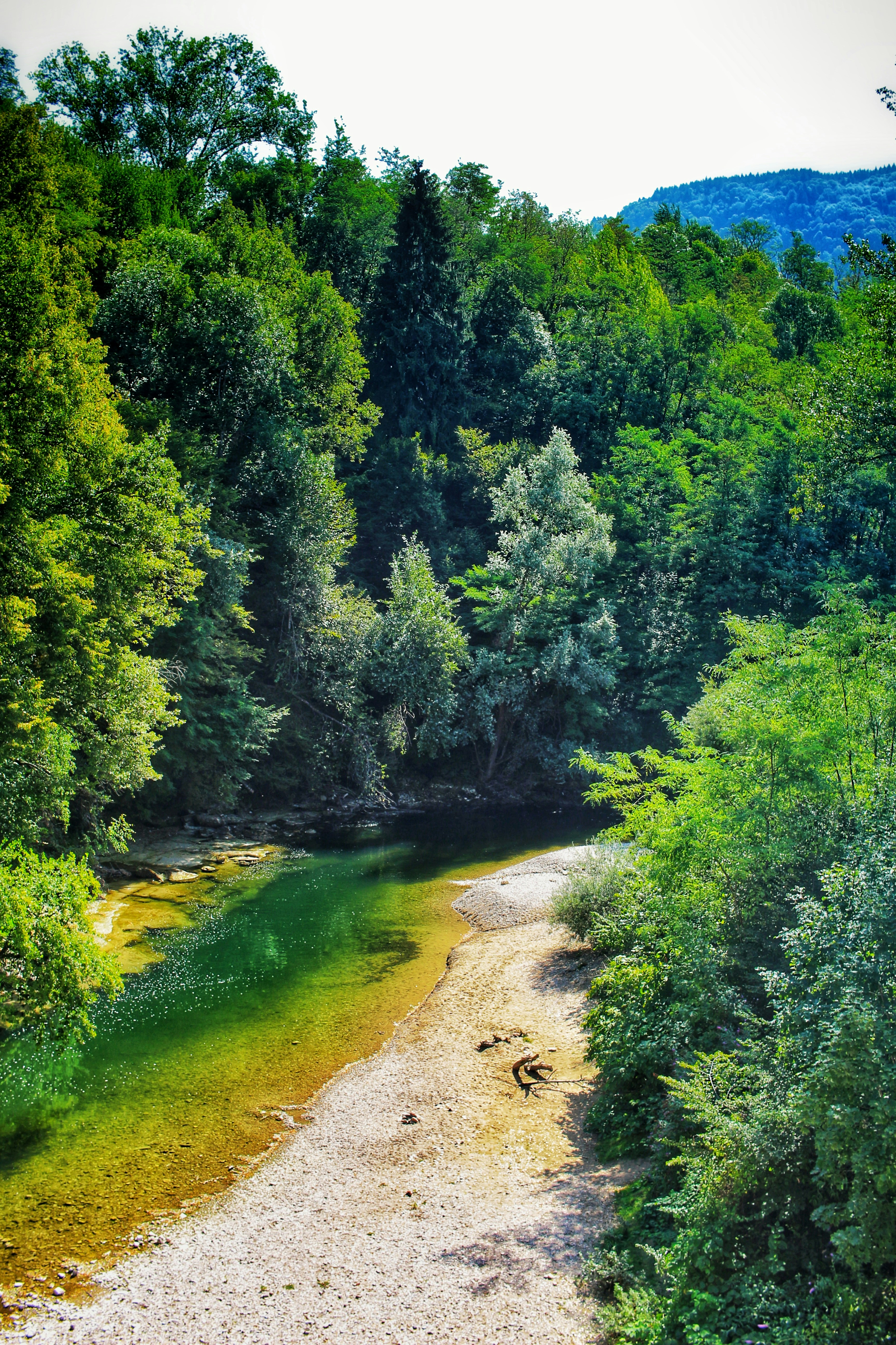Emerald Waters Embrace the Forest