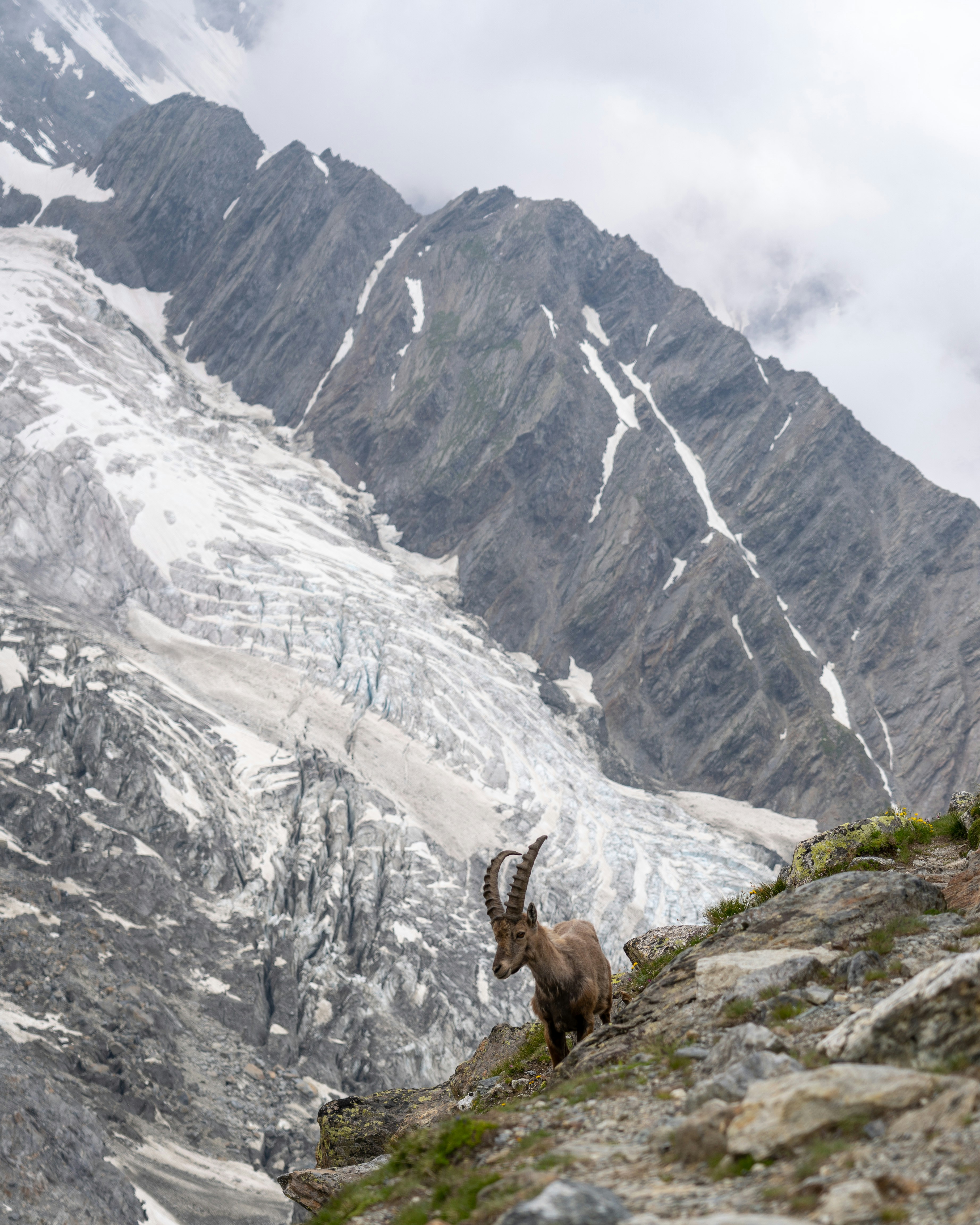 An ibex stands on a rocky slope below a glacier.