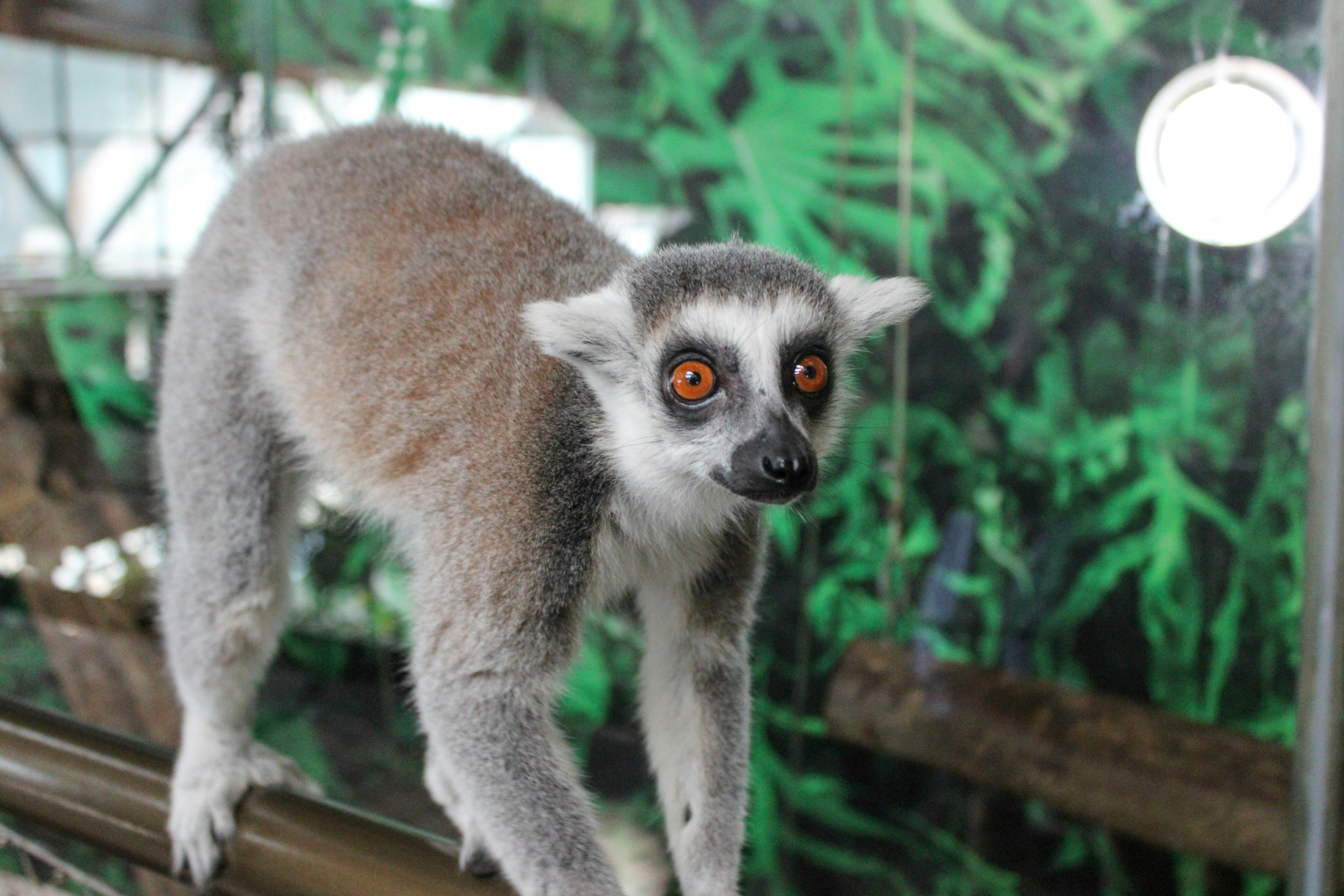 A curious lemur balances on a railing, showcasing its vibrant orange eyes against a lush green backdrop.