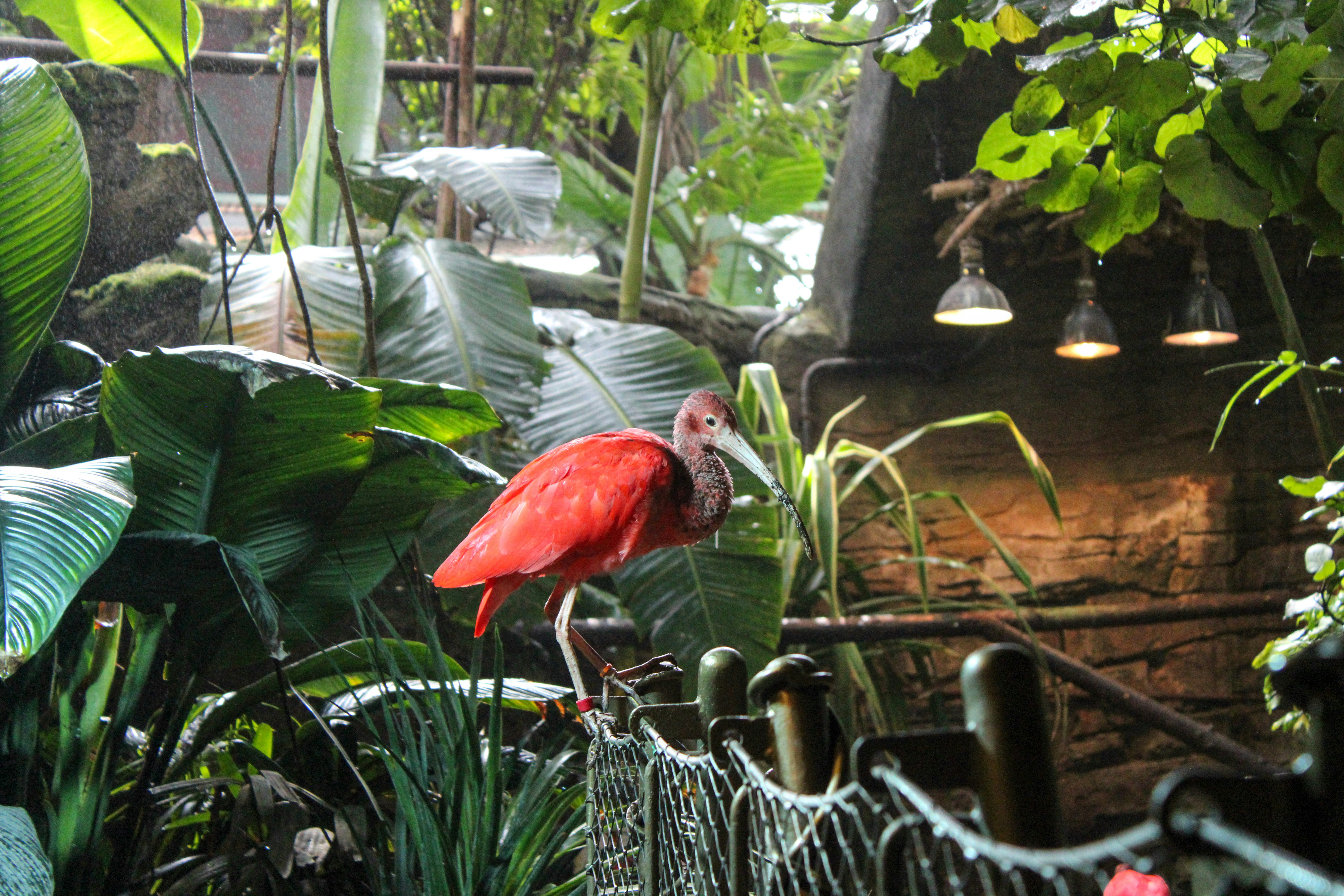 Crimson Flamingo Perched on a Mossy Fence Amid Dense Tropical Foliage
