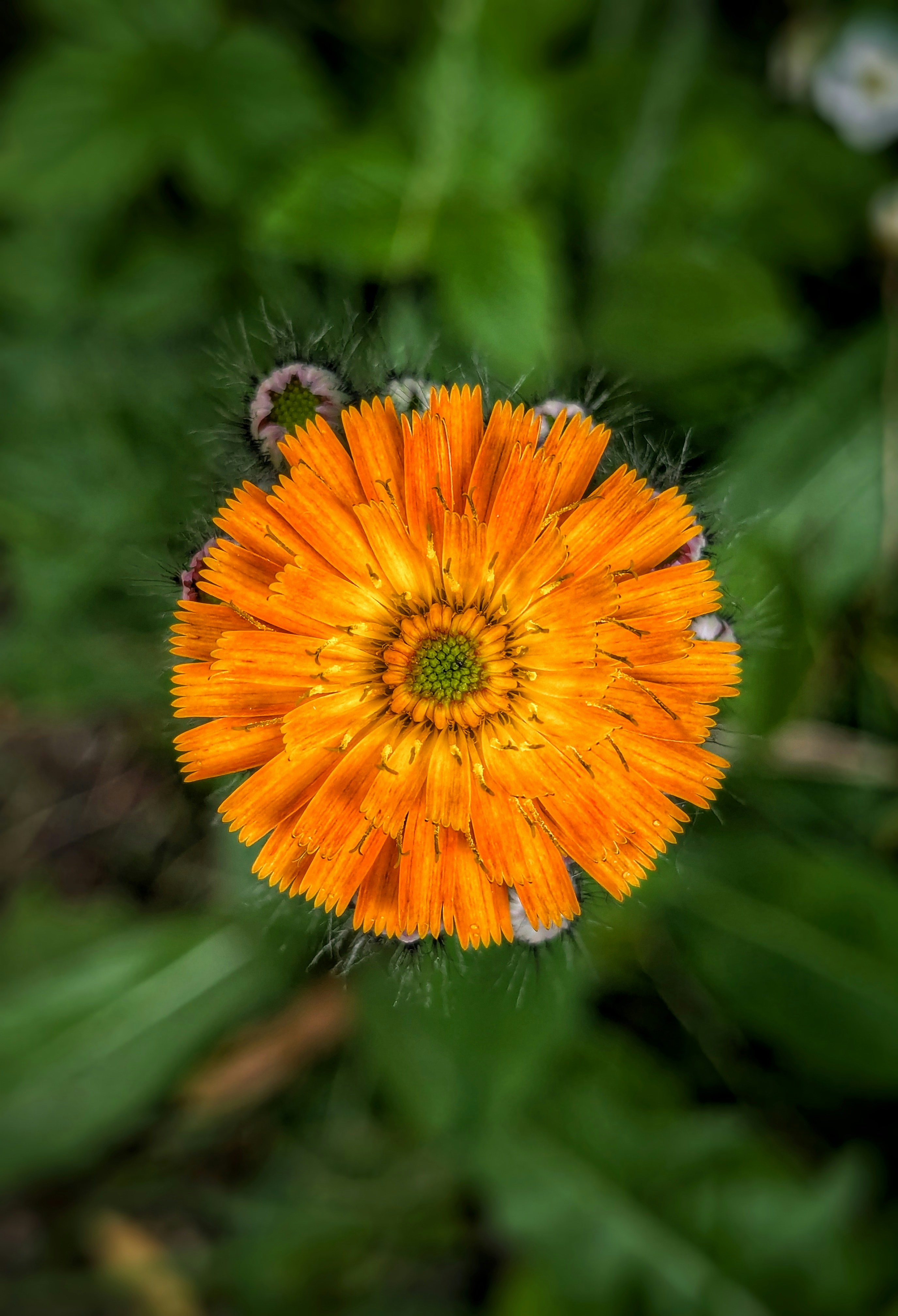 The Vibrant Heart of Nature