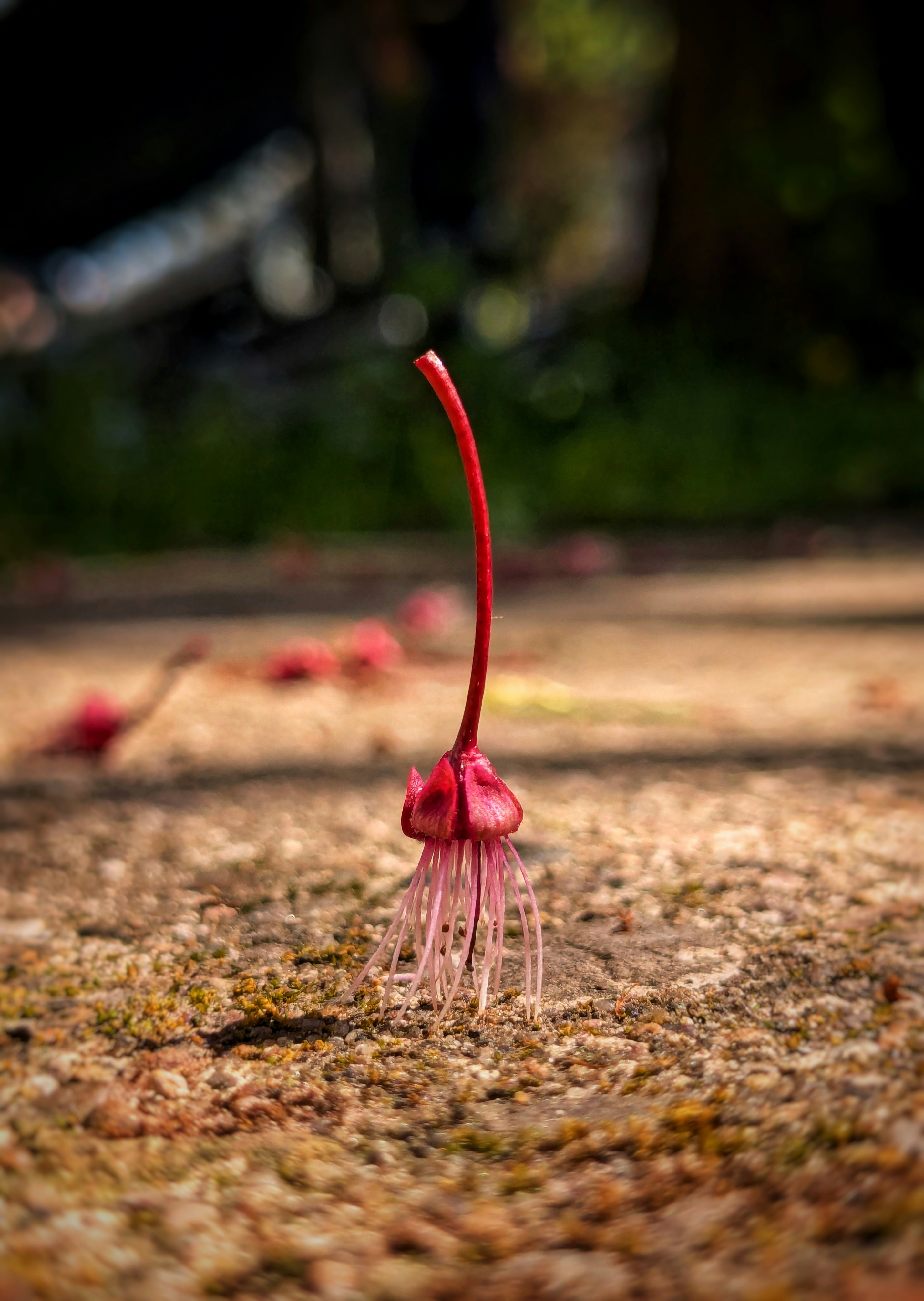 A vibrant red sprout emerges from the ground, showcasing delicate tendrils against a textured surface. The scene captures the beauty of nature's persistence.