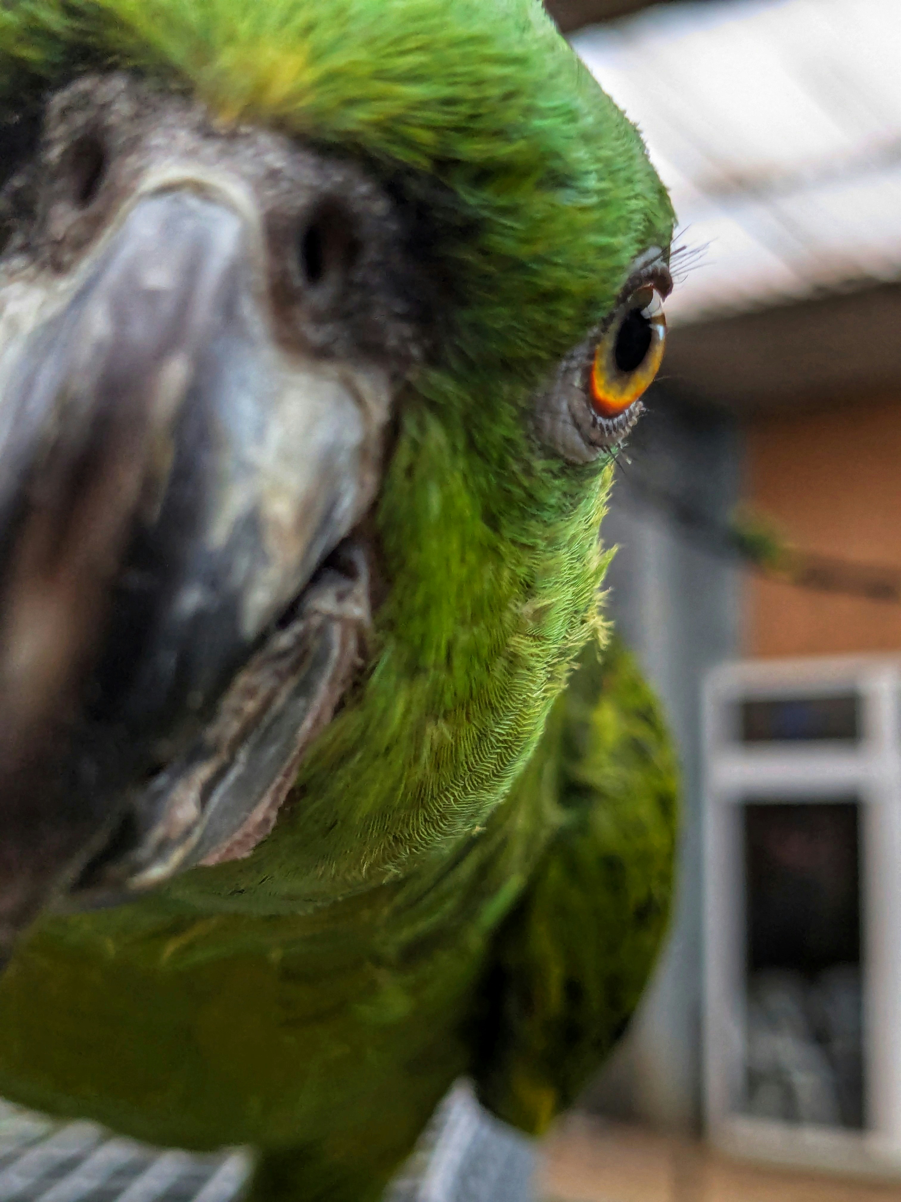 Emerald Intrigue: A Close Encounter with Nature's Avian Marvel