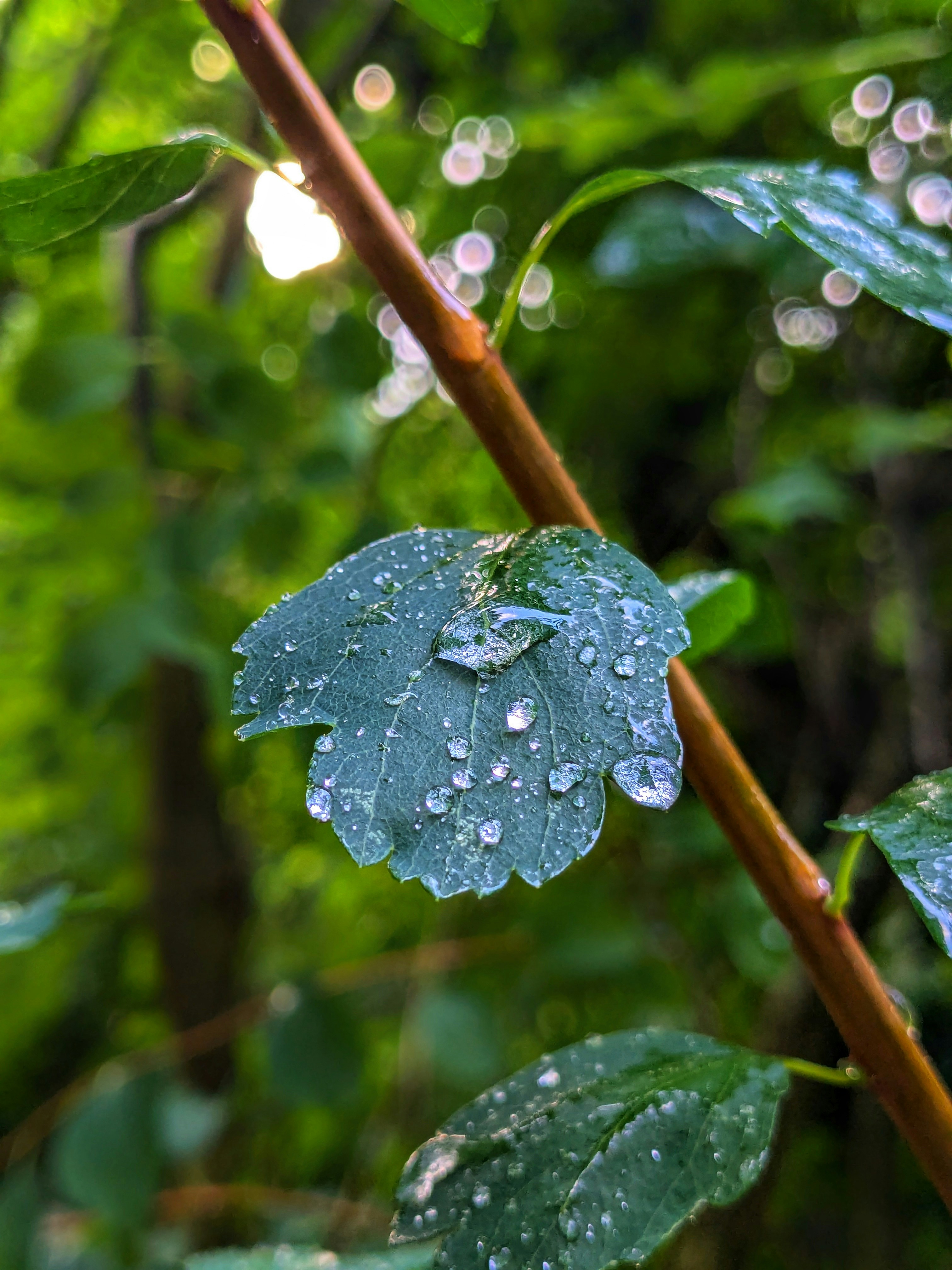 Green leaves covered in water droplets after rain
