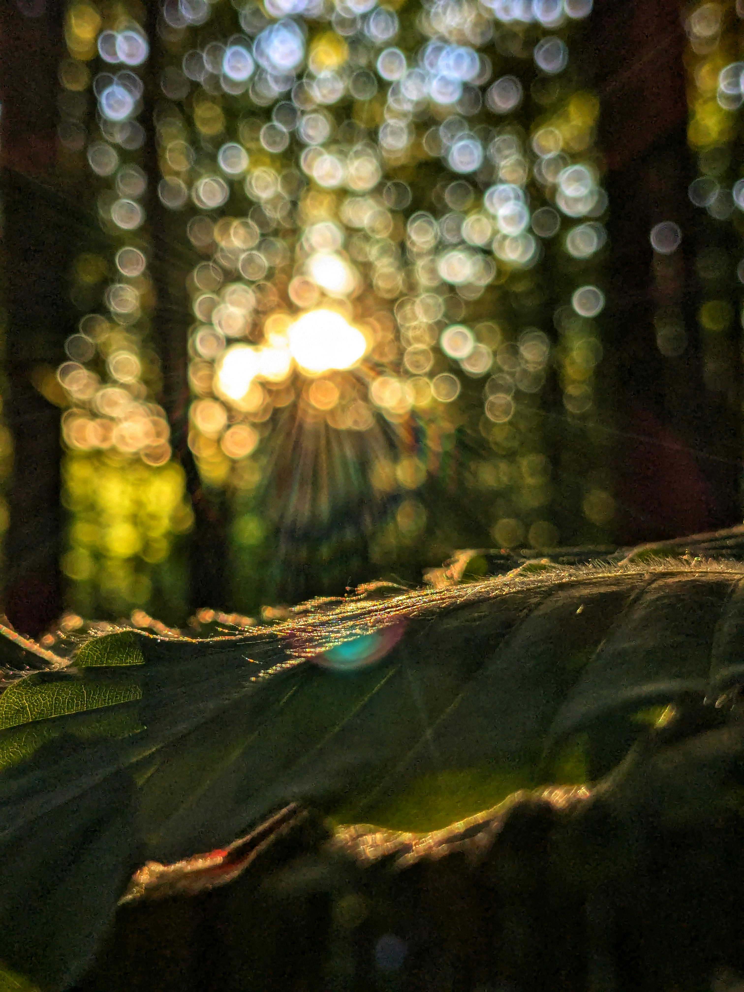 Whispers of Light Through the Canopy