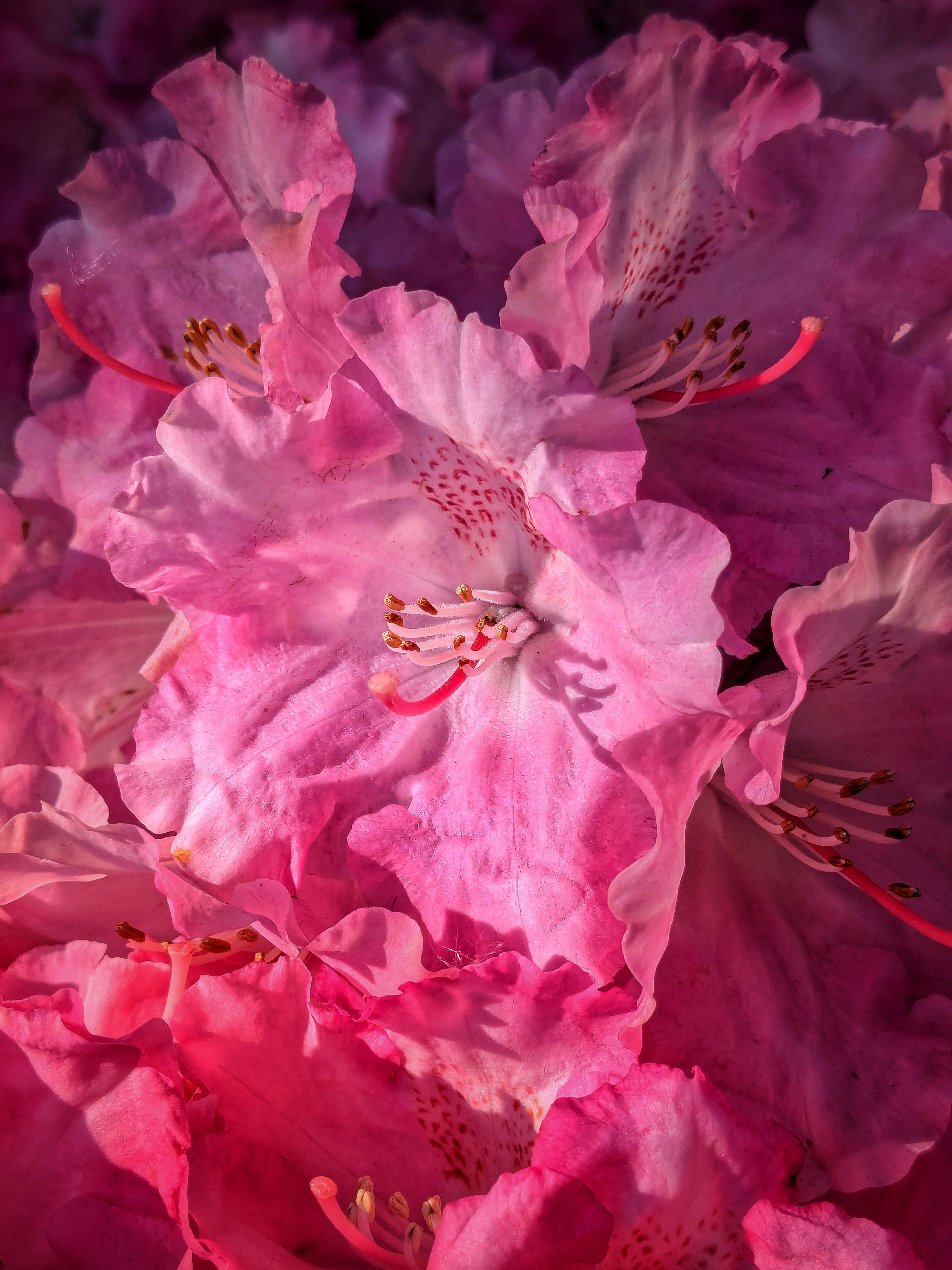 Vibrant pink rhododendron blooms layered together, showcasing intricate textures and delicate details.