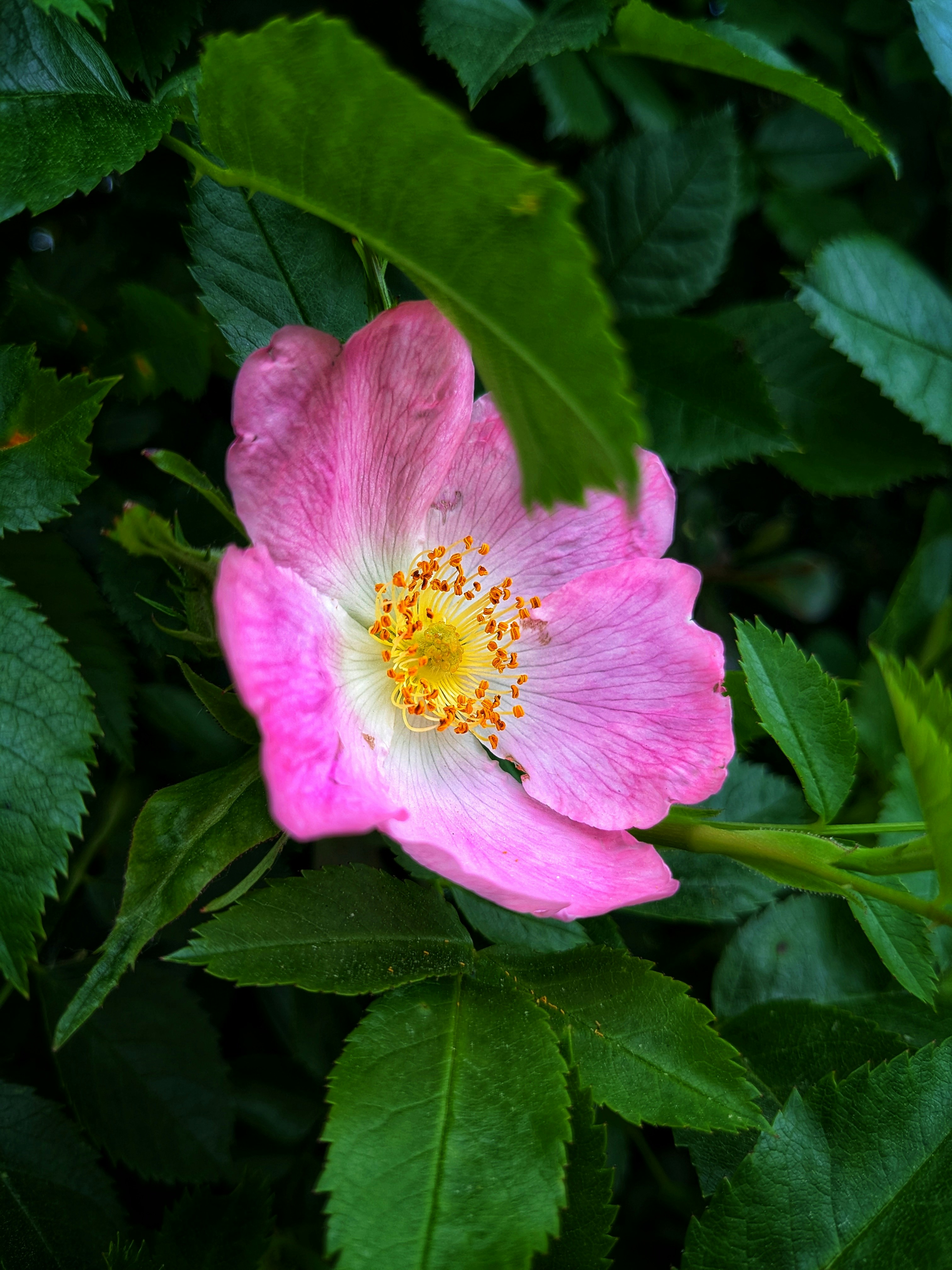 Pink wild rose flower surrounded by green leaves photo – Free Flower ...