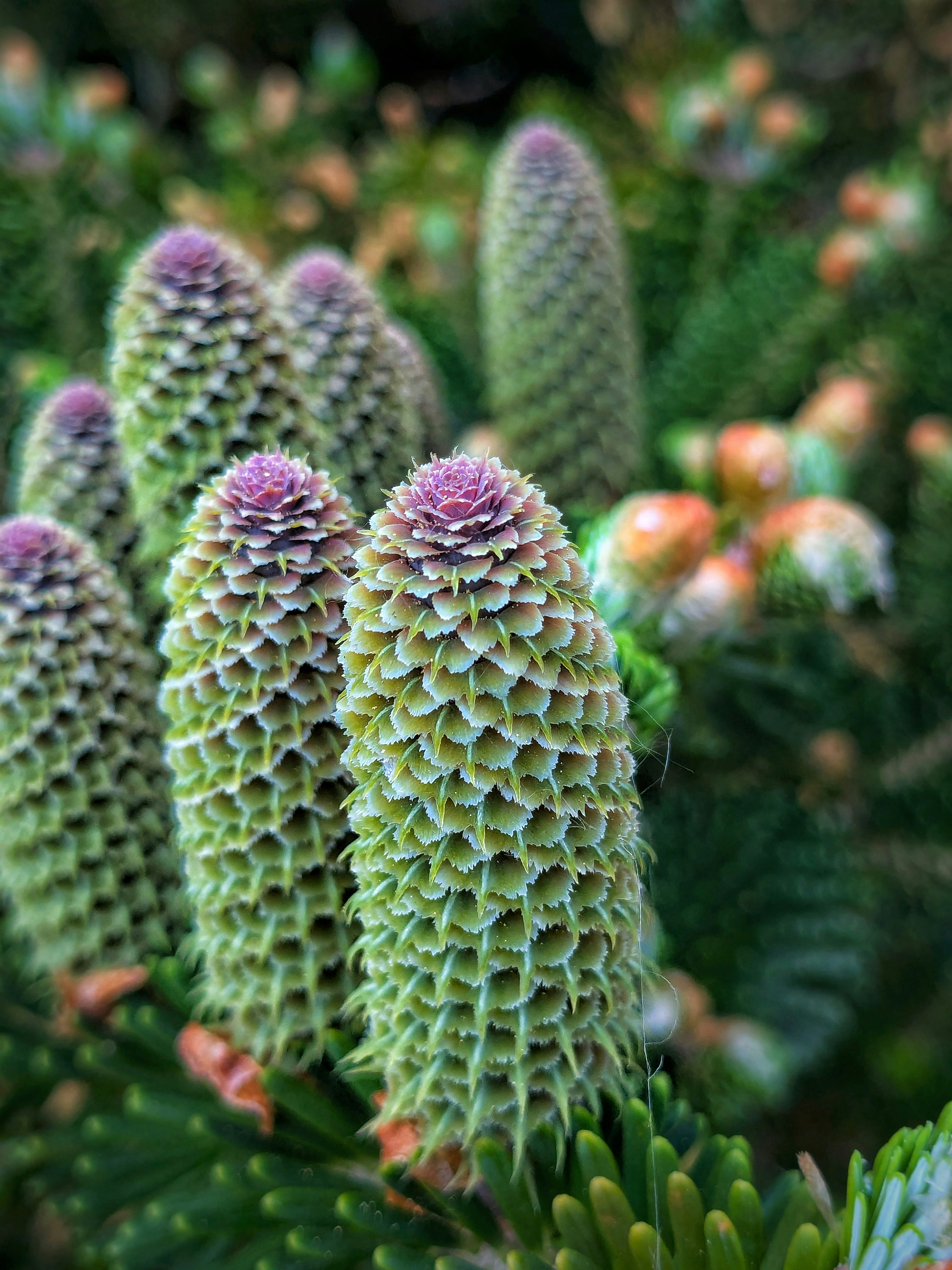 Close-up of green and purple conifer cones emerging from lush foliage, showcasing their unique textures and colors.