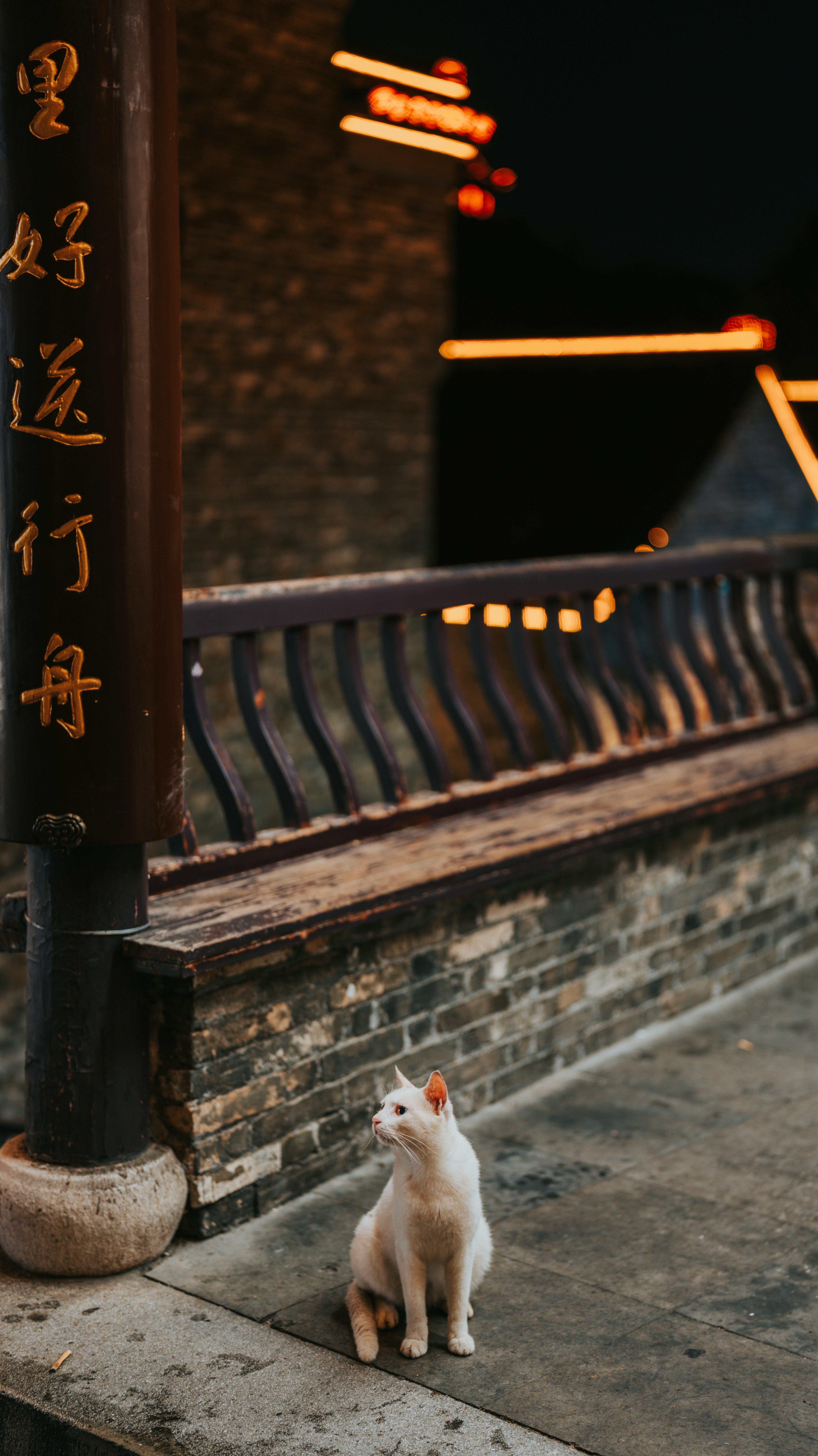 Whiskered Wonder Beneath Neon Dreams
