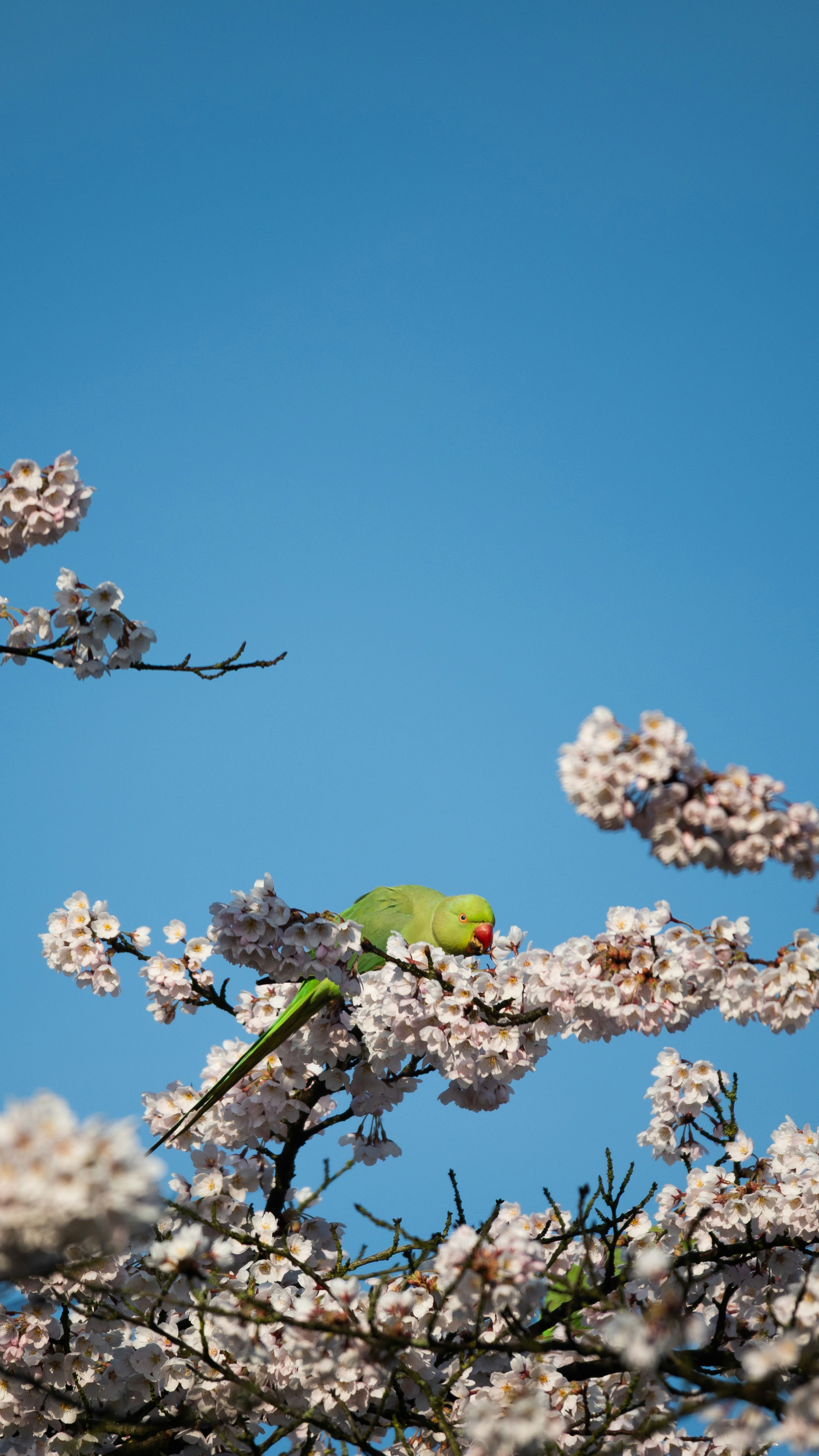 Emerald Delight Amidst Blossoms