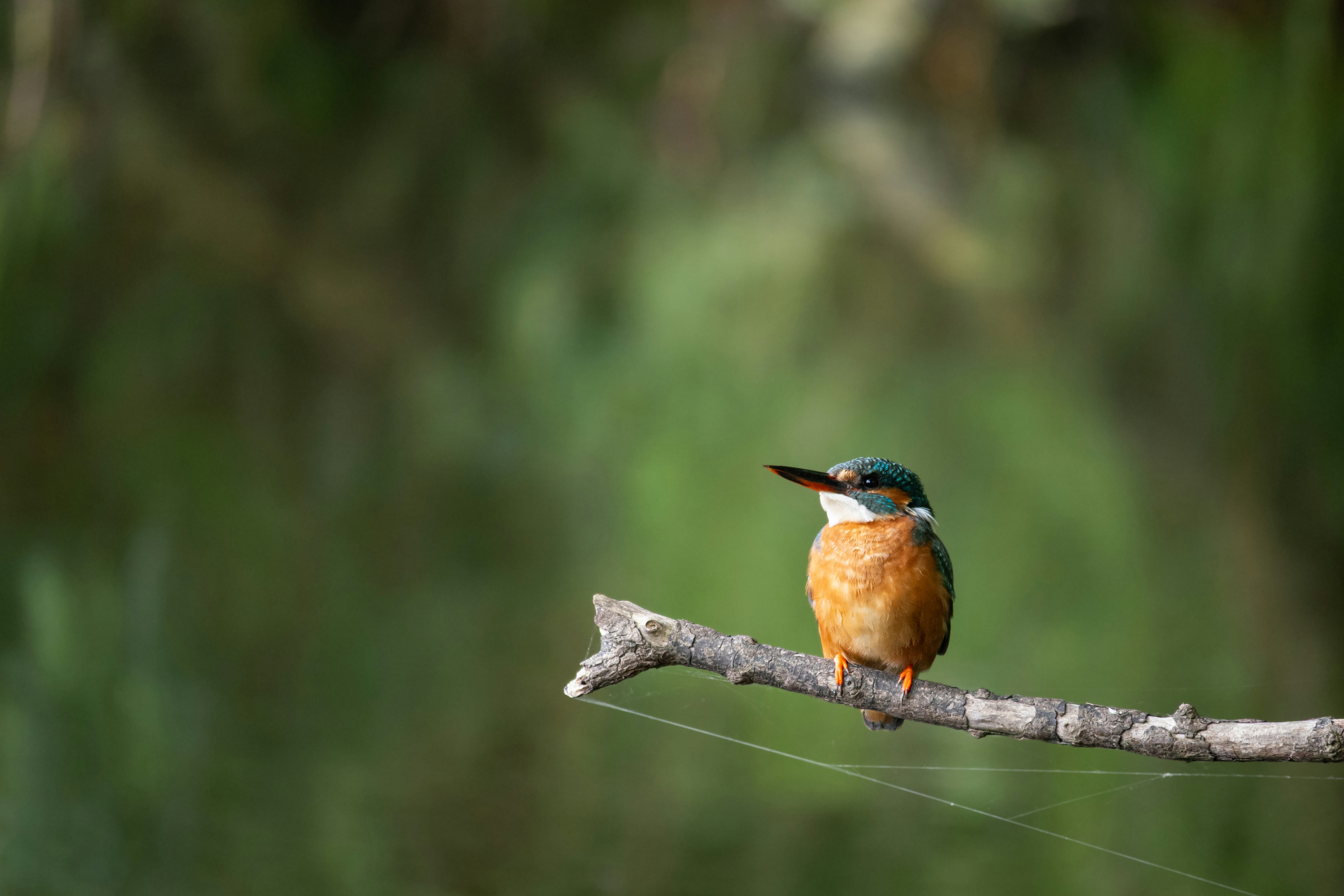 Kingfisher. | A kingfisher perched on a branch