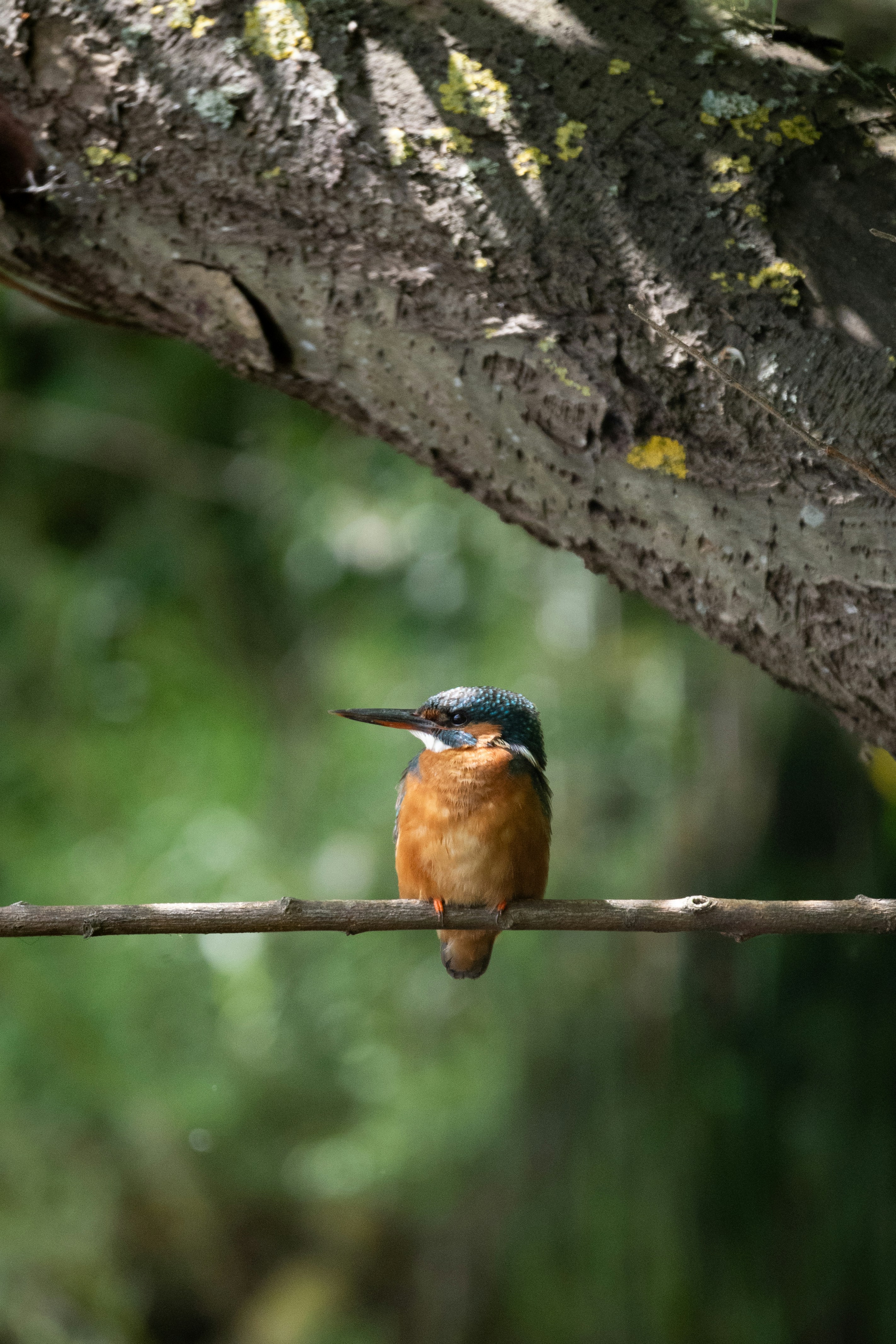 Perched Majesty: The Kingfisher's Watchful Gaze