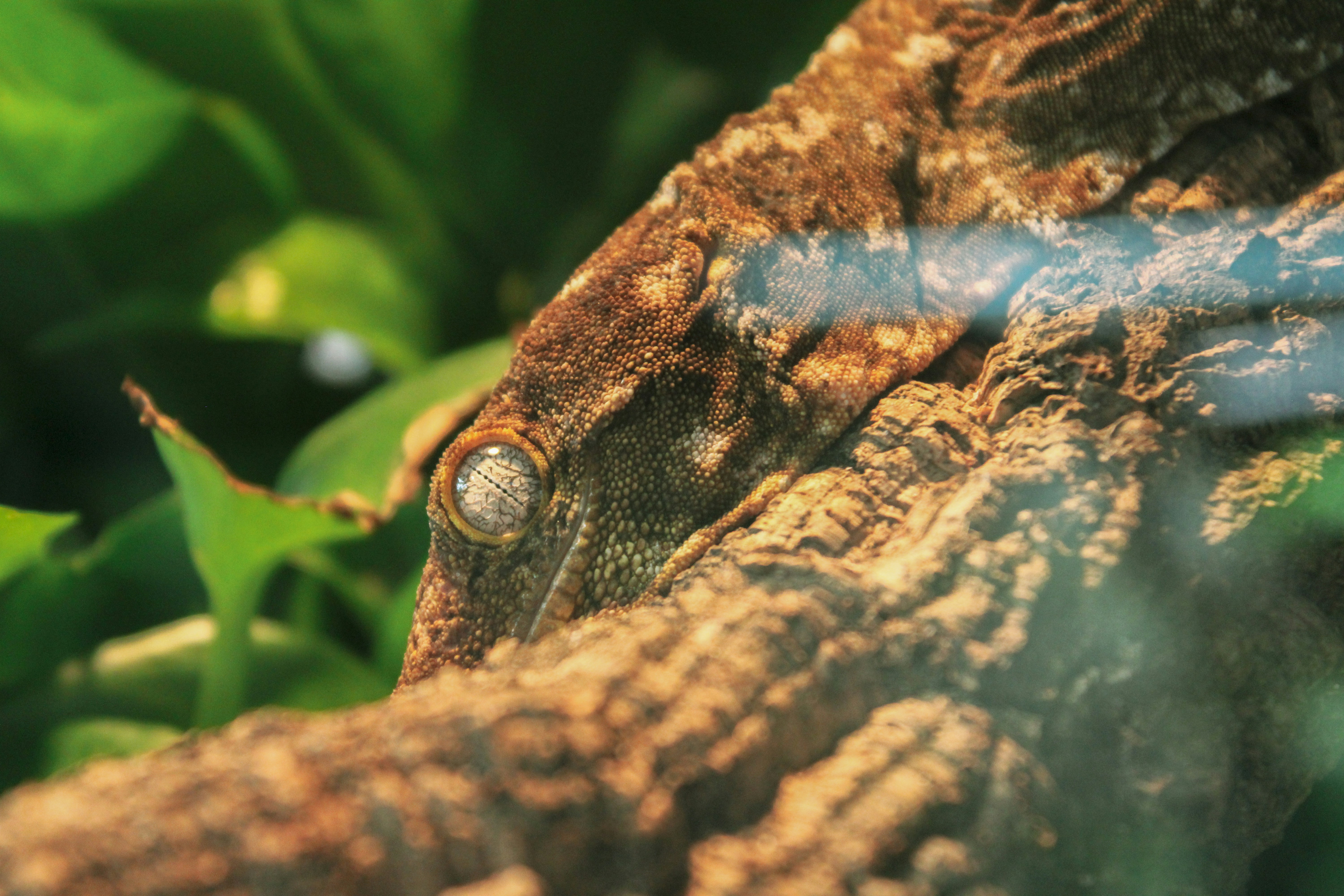Nature's Camouflage: The Hidden Gecko