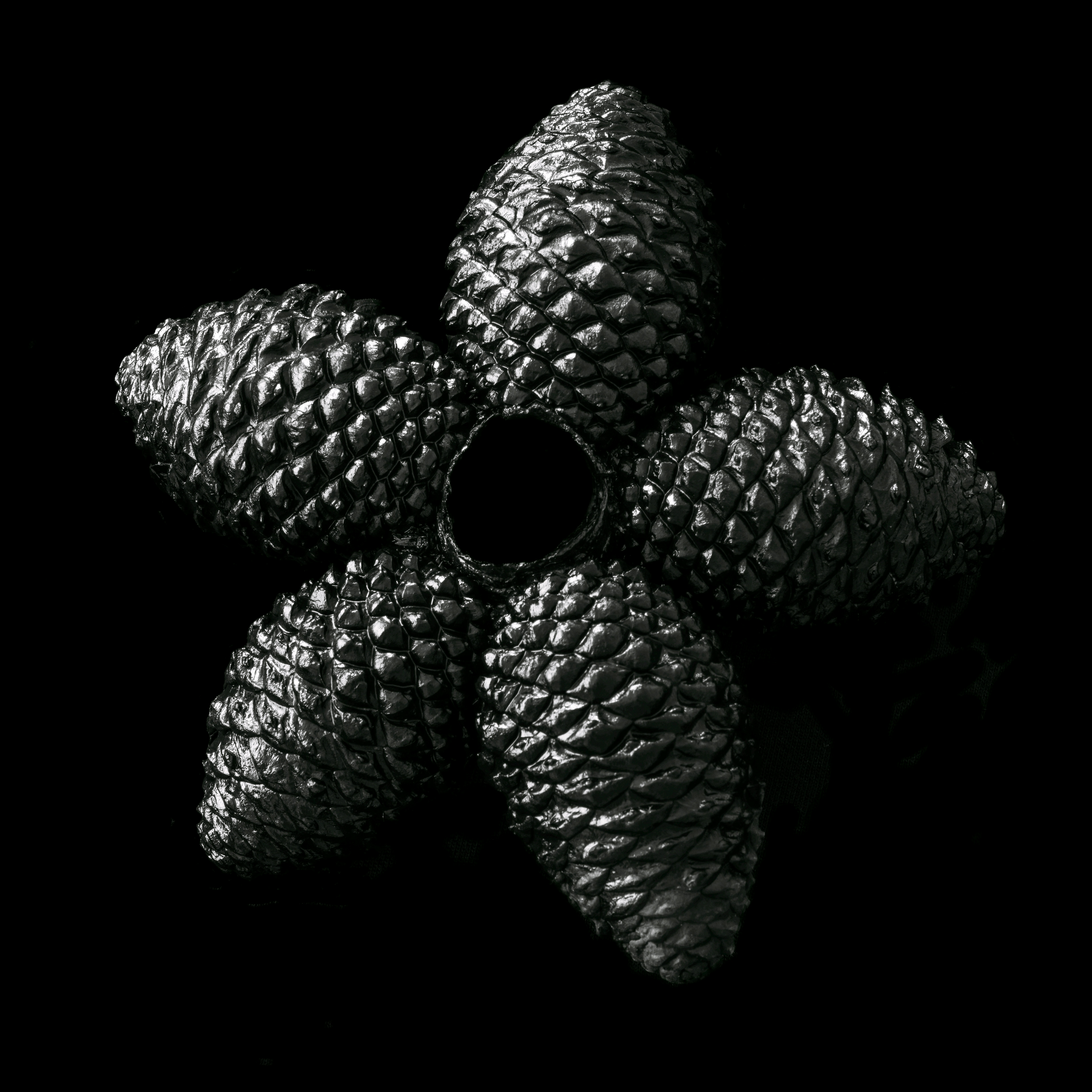 A pine cone cluster of a Monterey Pine (Pinus radiata) | Five dark pinecones arranged in a star shape.