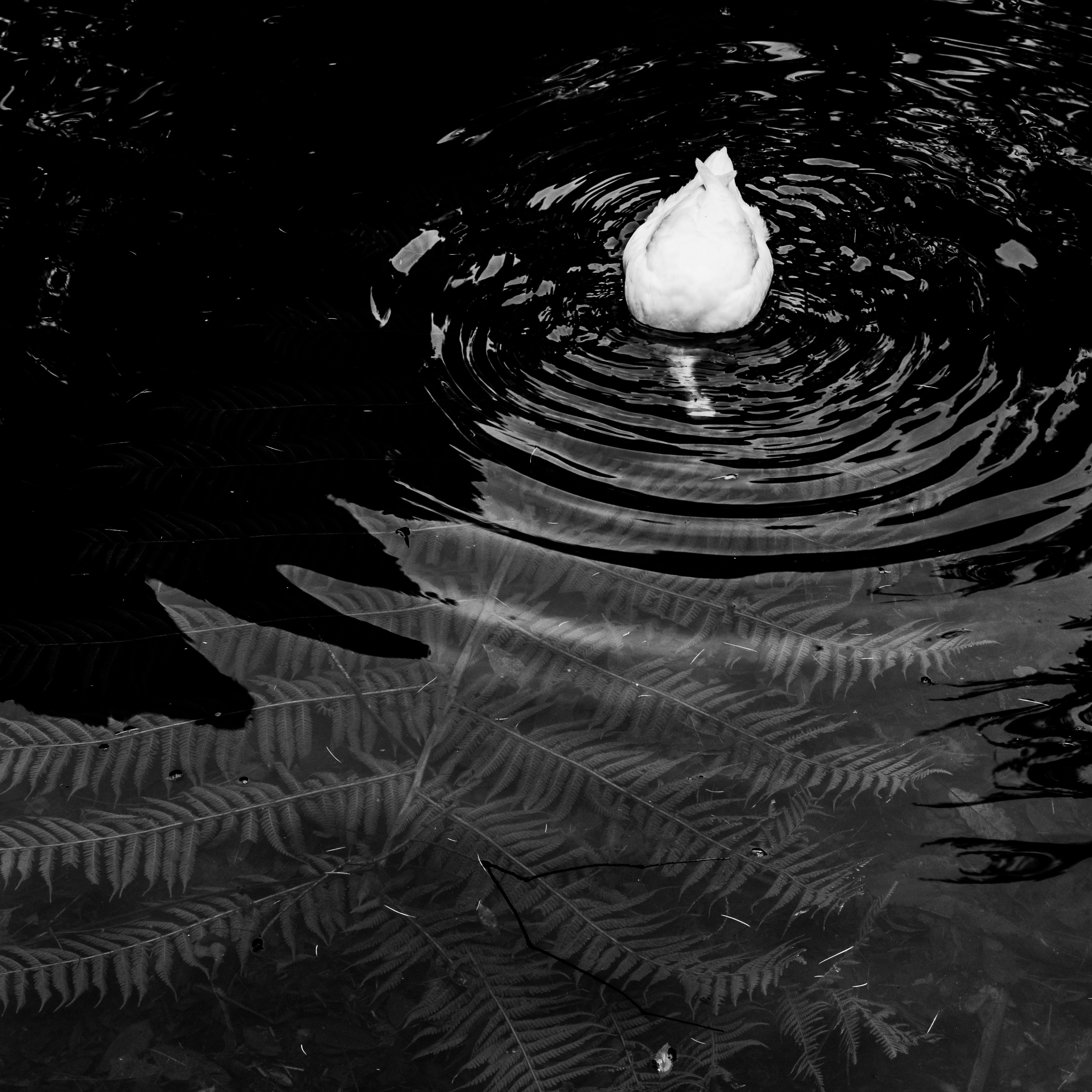 Floating Pearl Above Frond-Lined Ripples