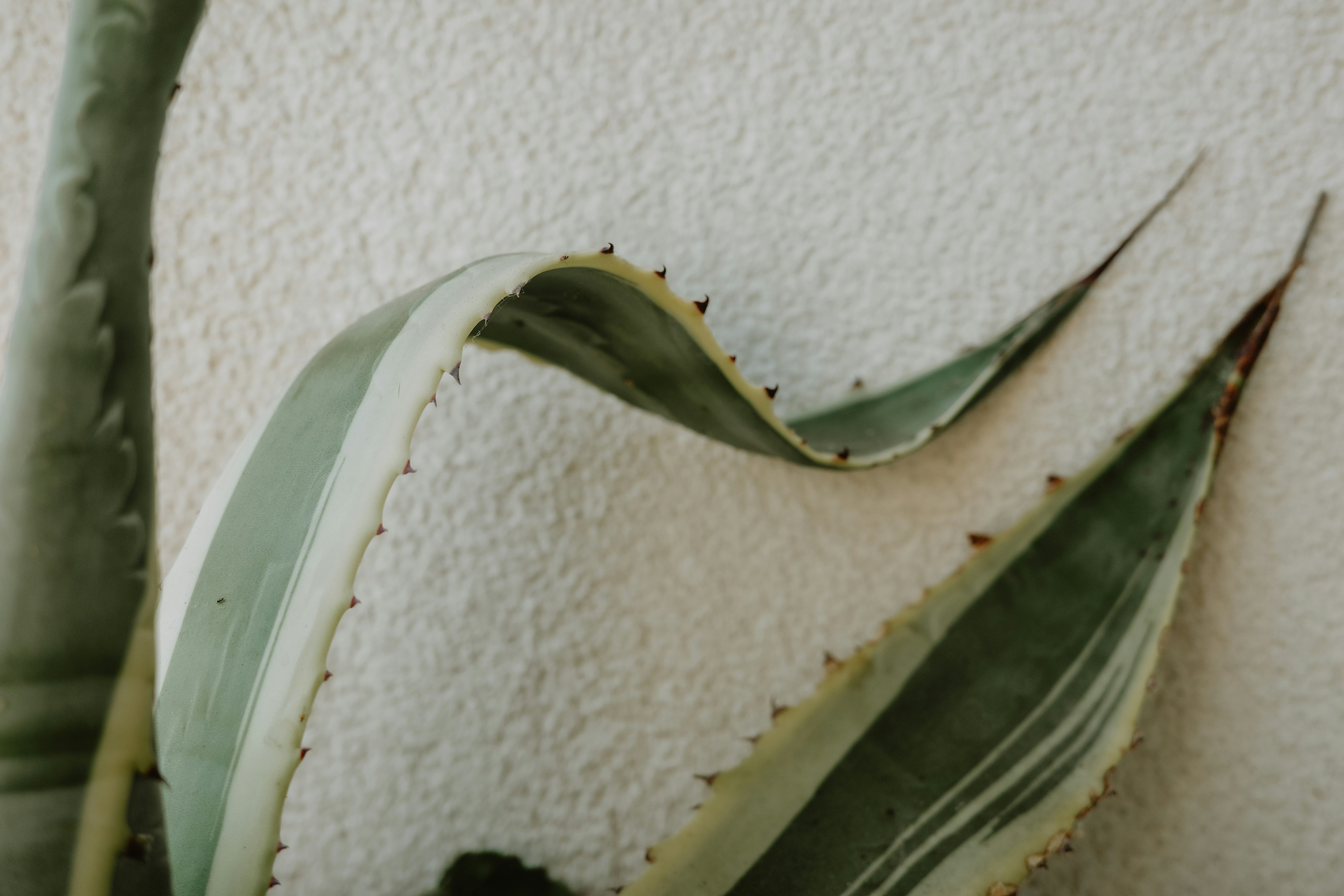 Close-up of a variegated agave plant leaf
