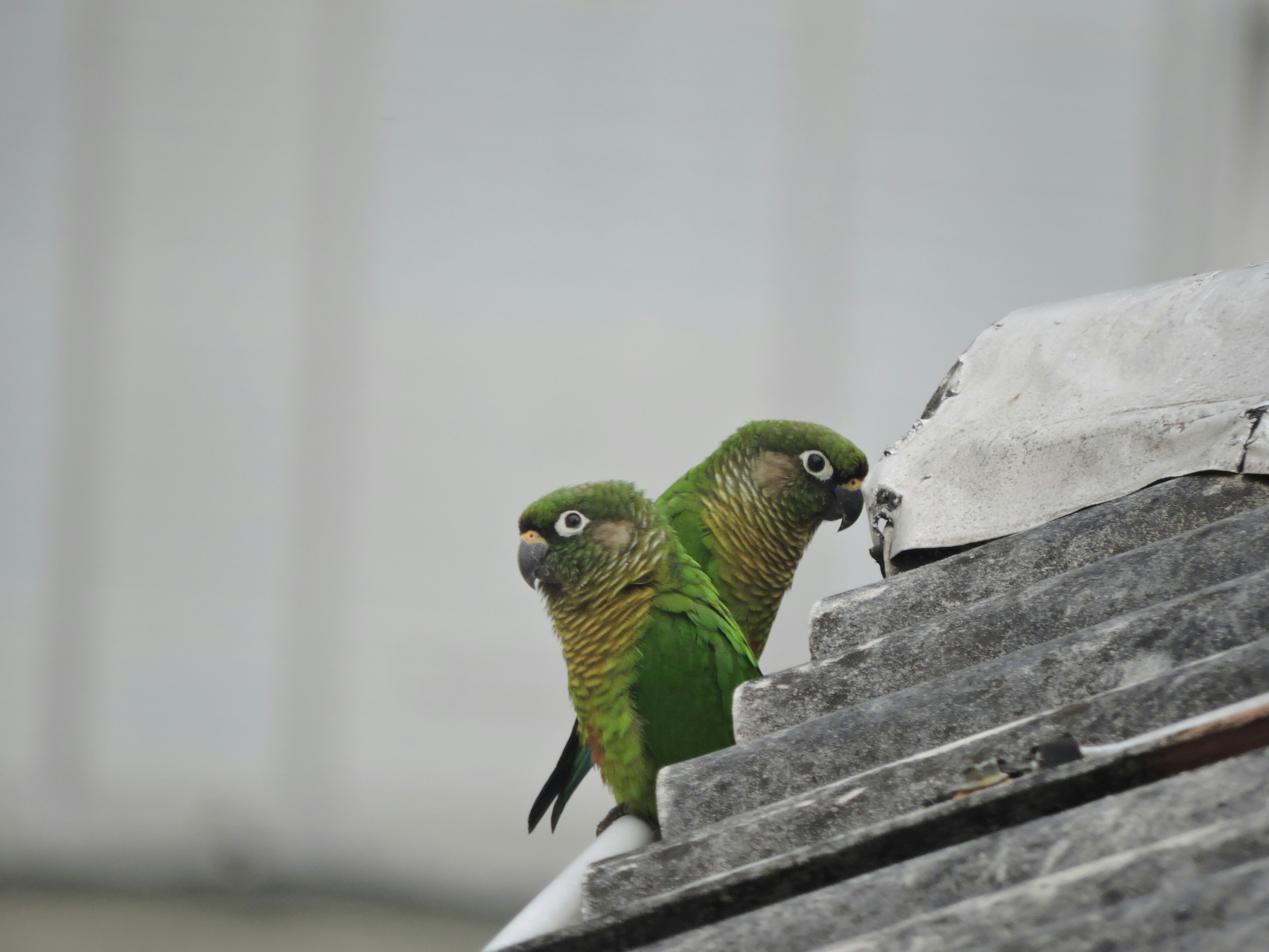 Dual Green Parrots on Weathered Roof Edge