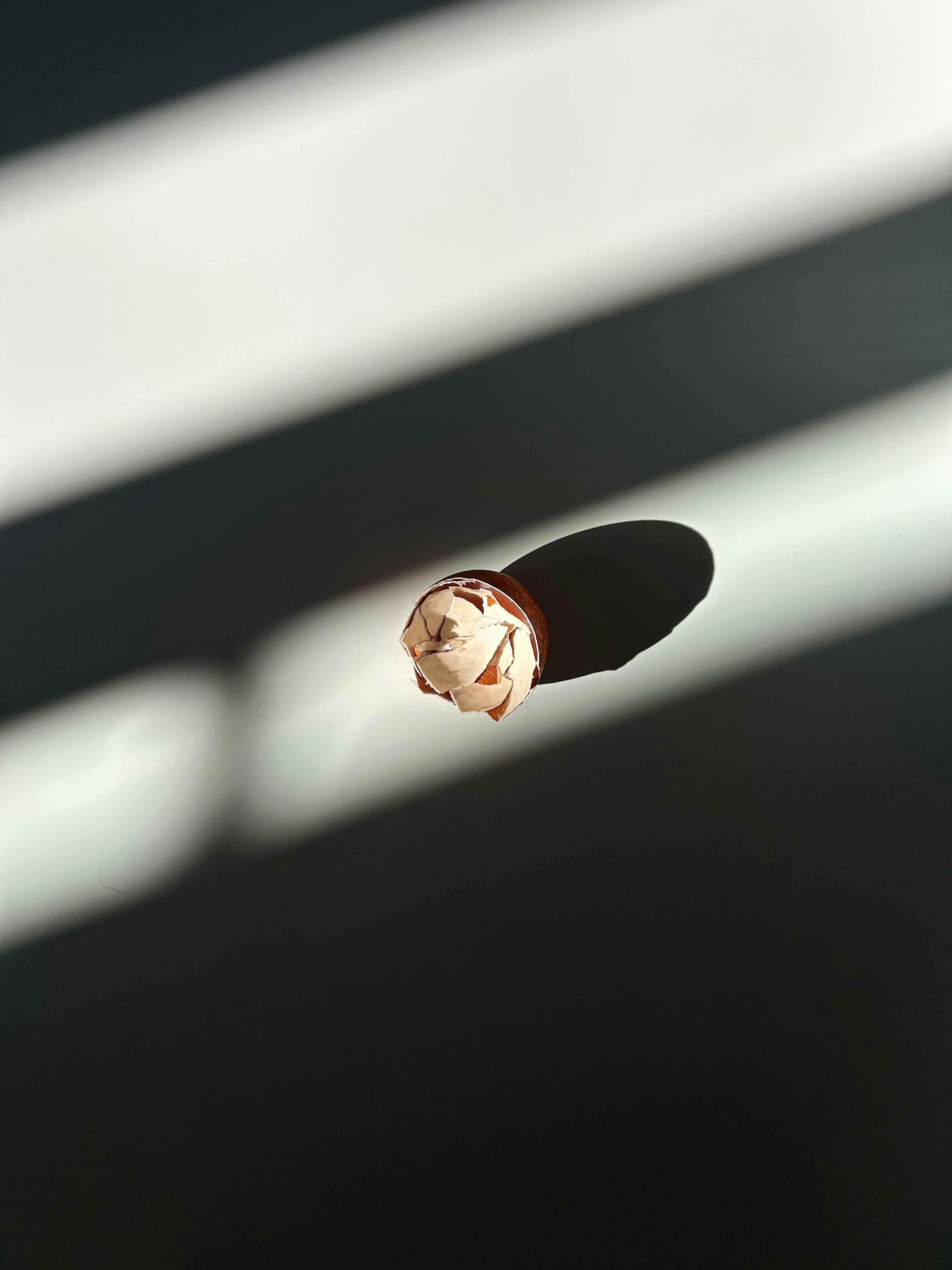 inst: mironova.kv | A single paper flower casts a shadow.