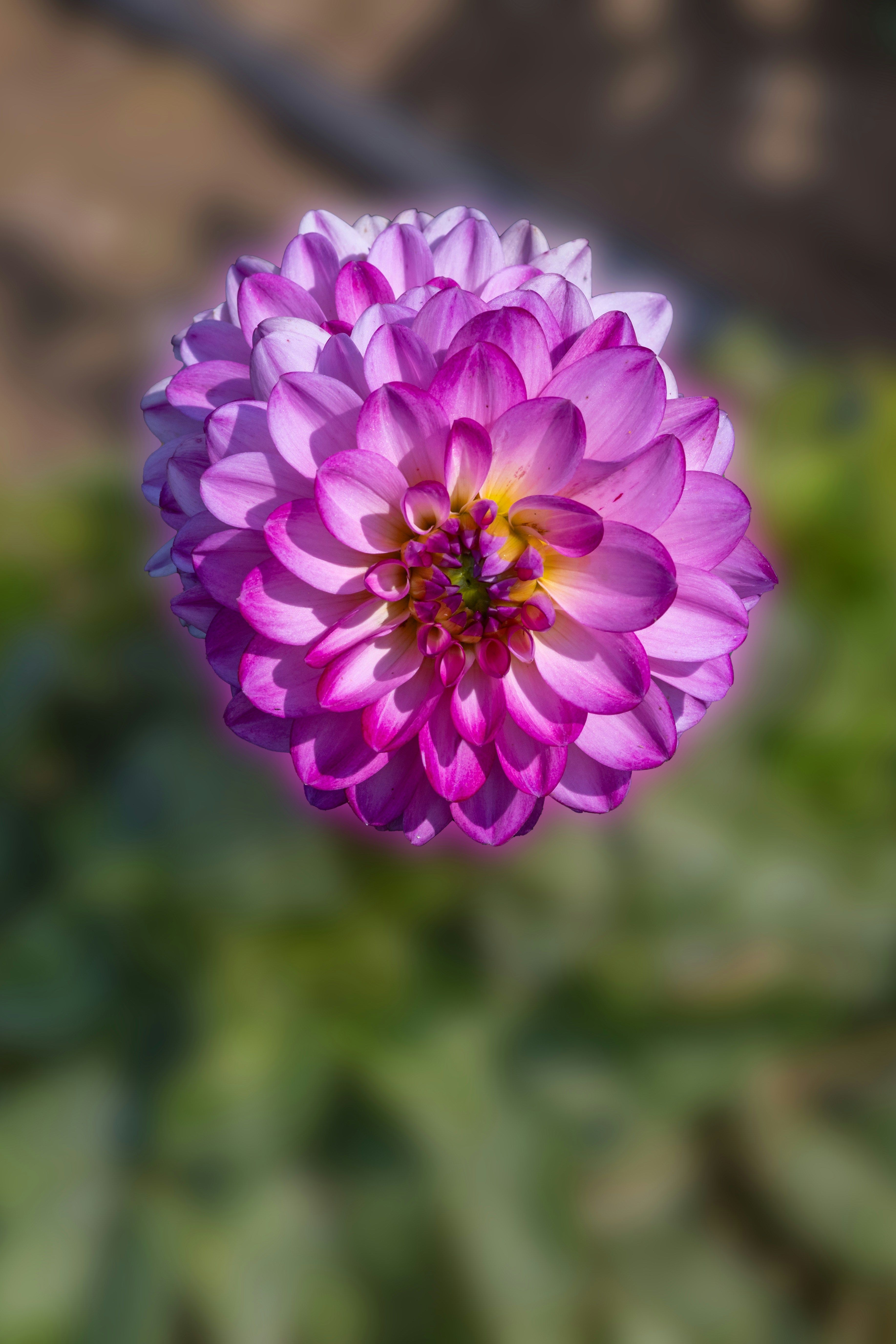 Close-up of a vibrant purple and pink dahlia flower.