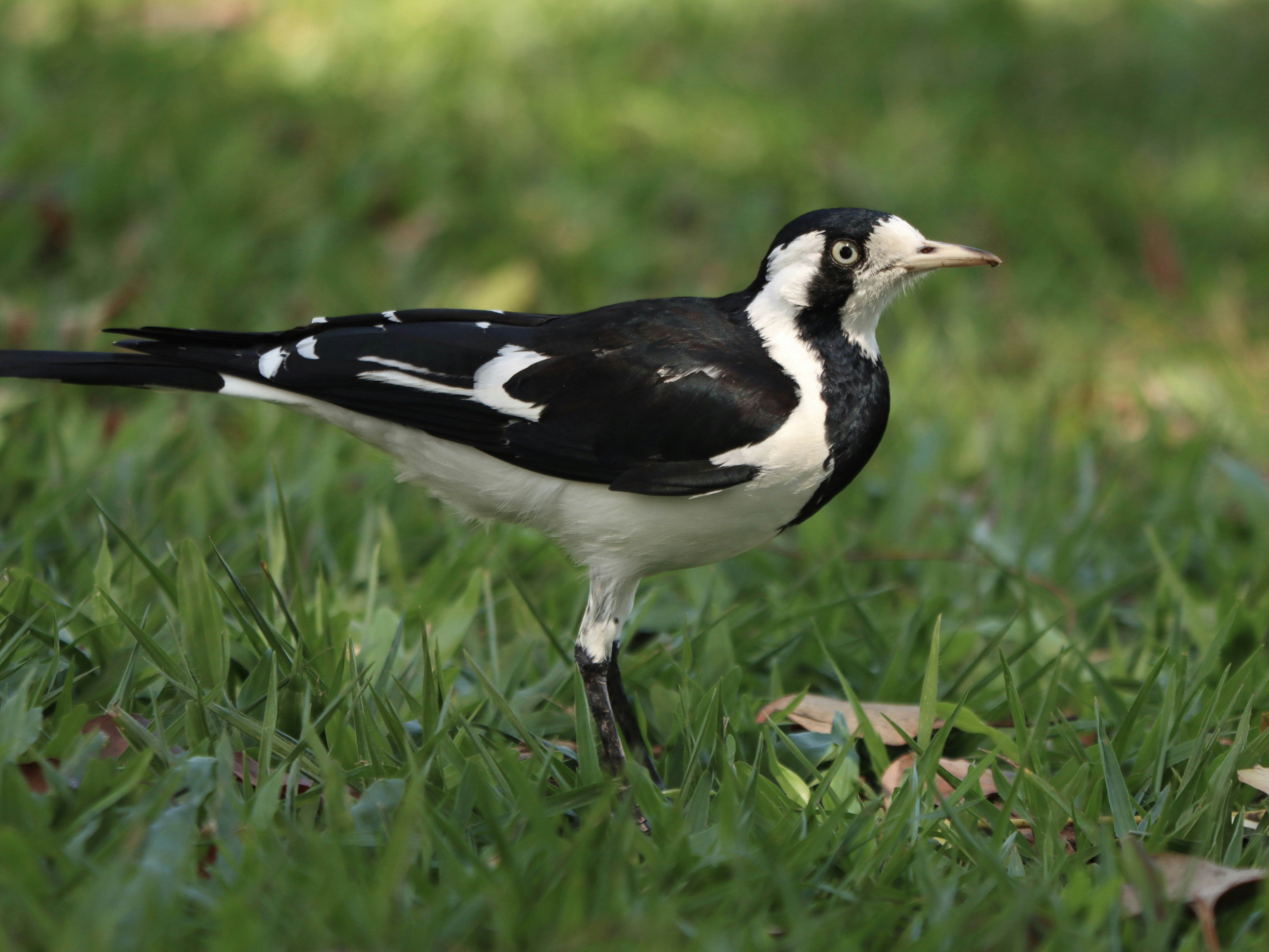 A Moment in Nature: The Striking Magpie