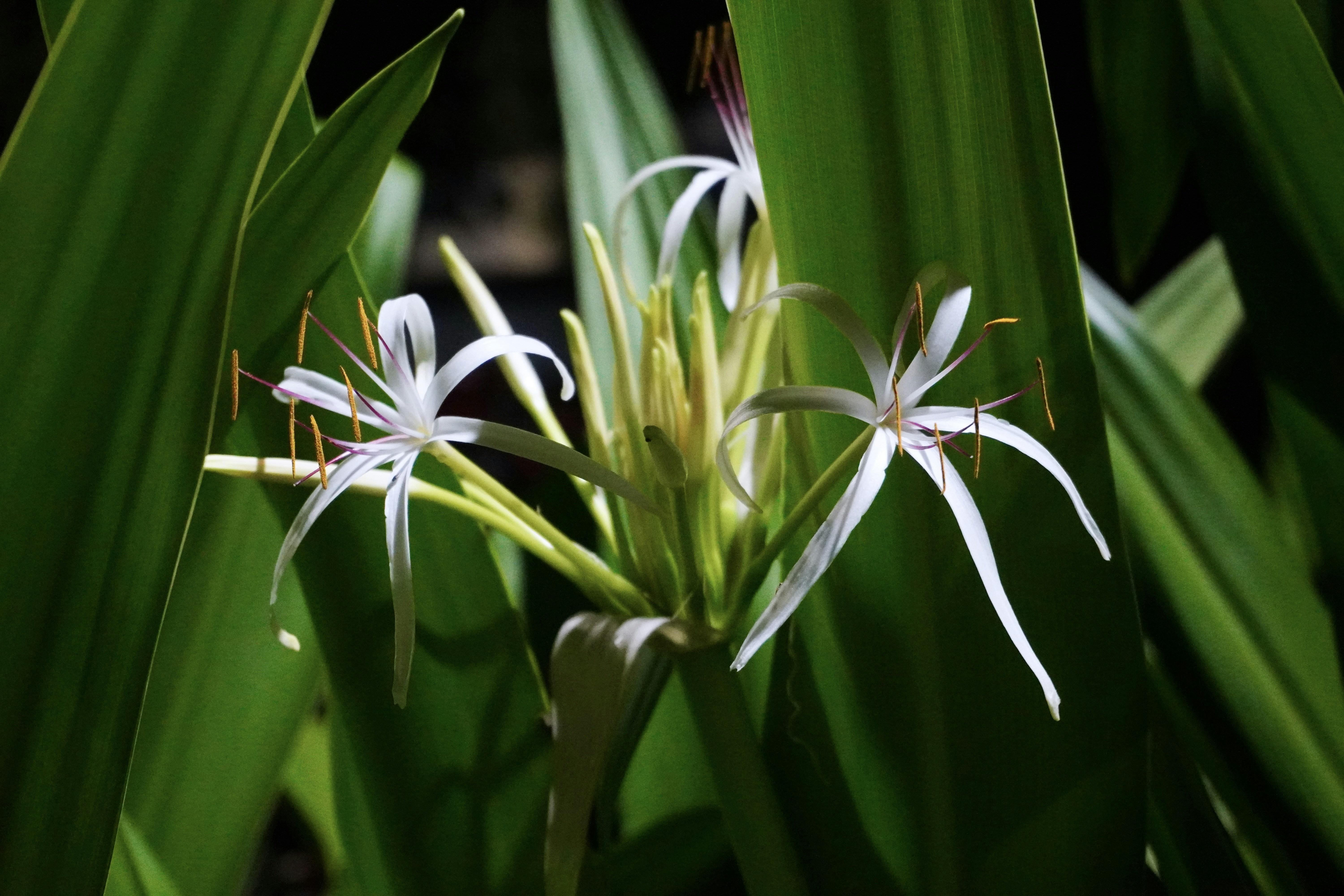 Whispers of the Tropics: A Floral Encounter