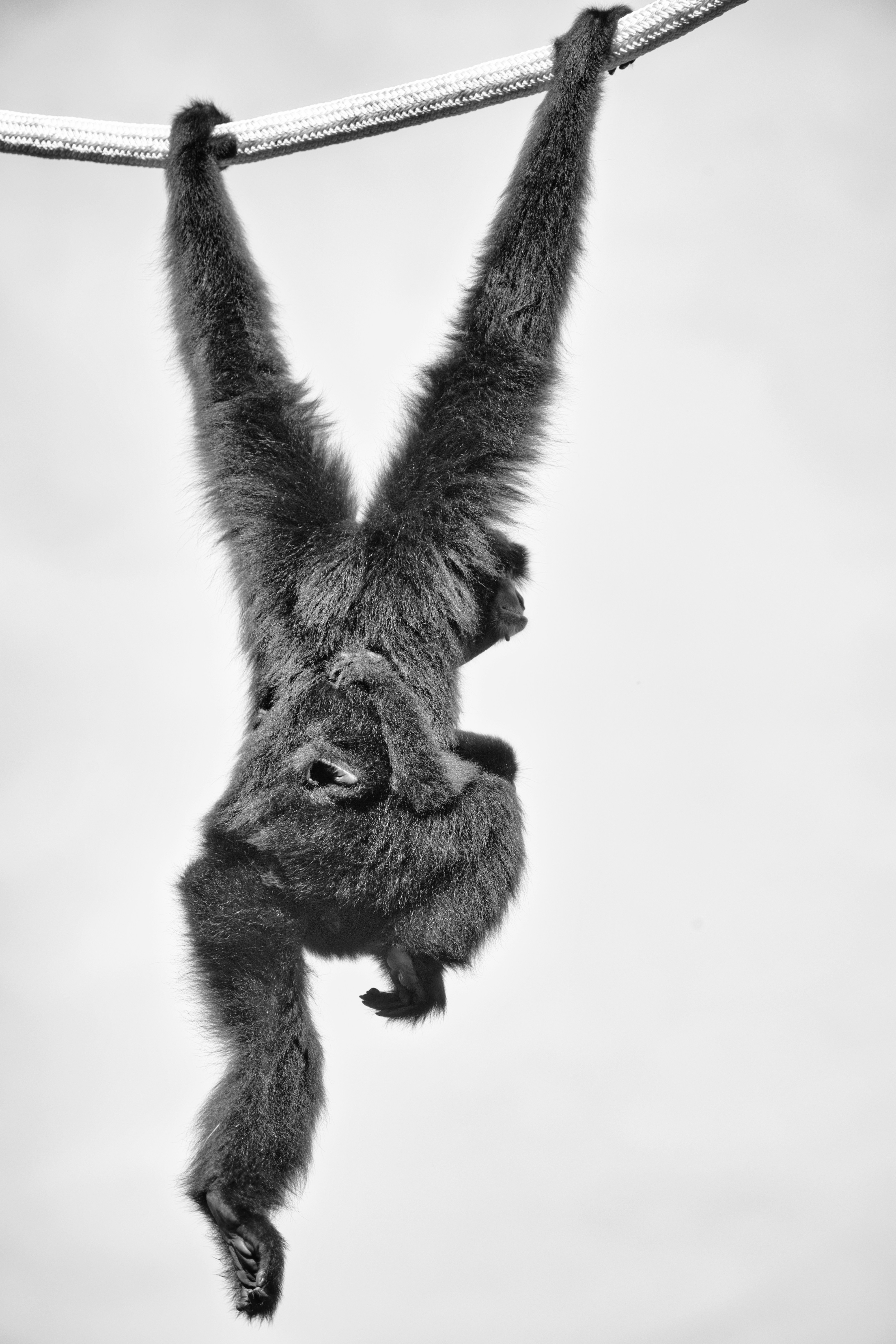 The Agile Acrobat: A Gibbon's Graceful Hang