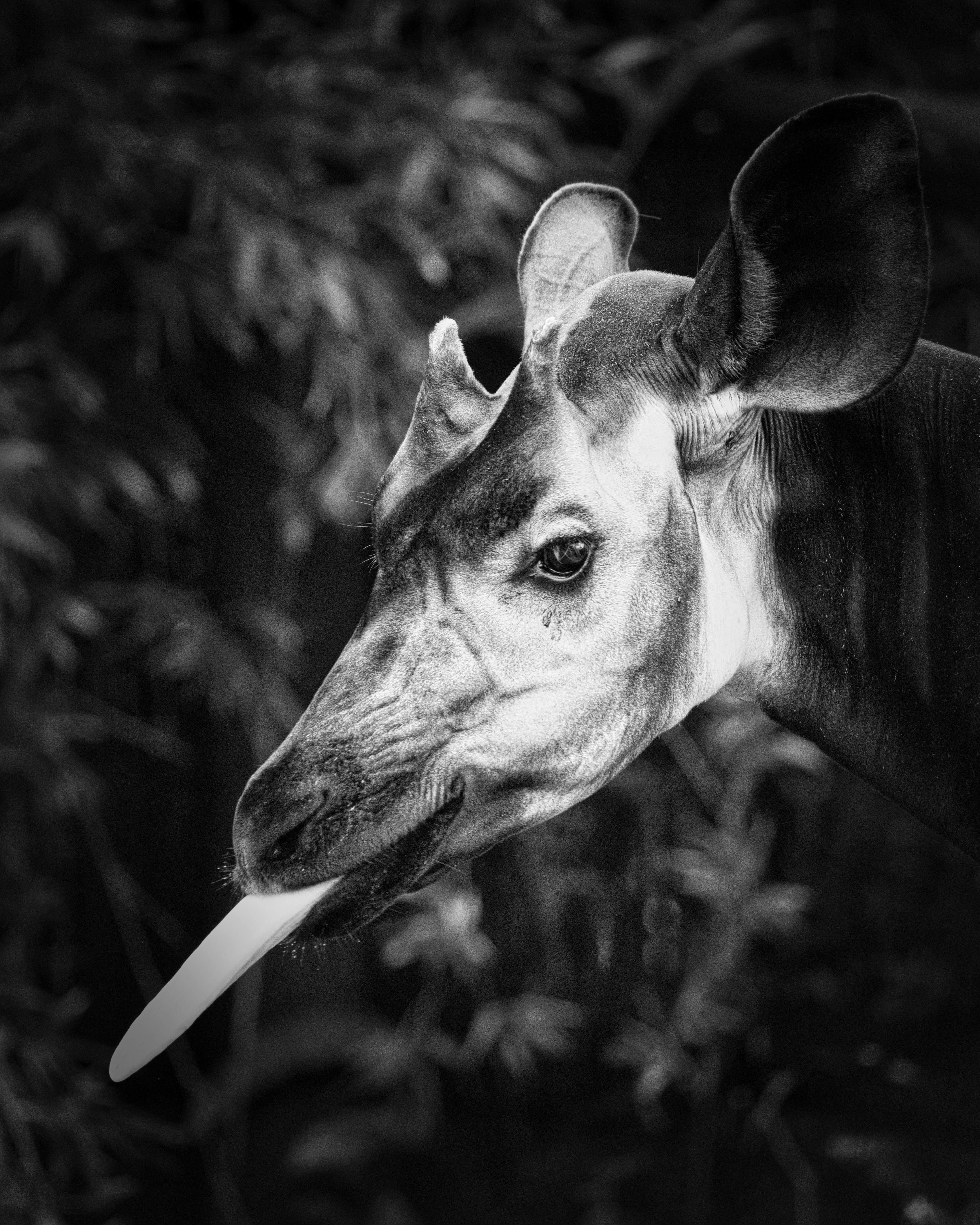 Close-up of an okapi's head, showcasing its unique features against a blurred natural background. The monochrome effect highlights its elegant form.