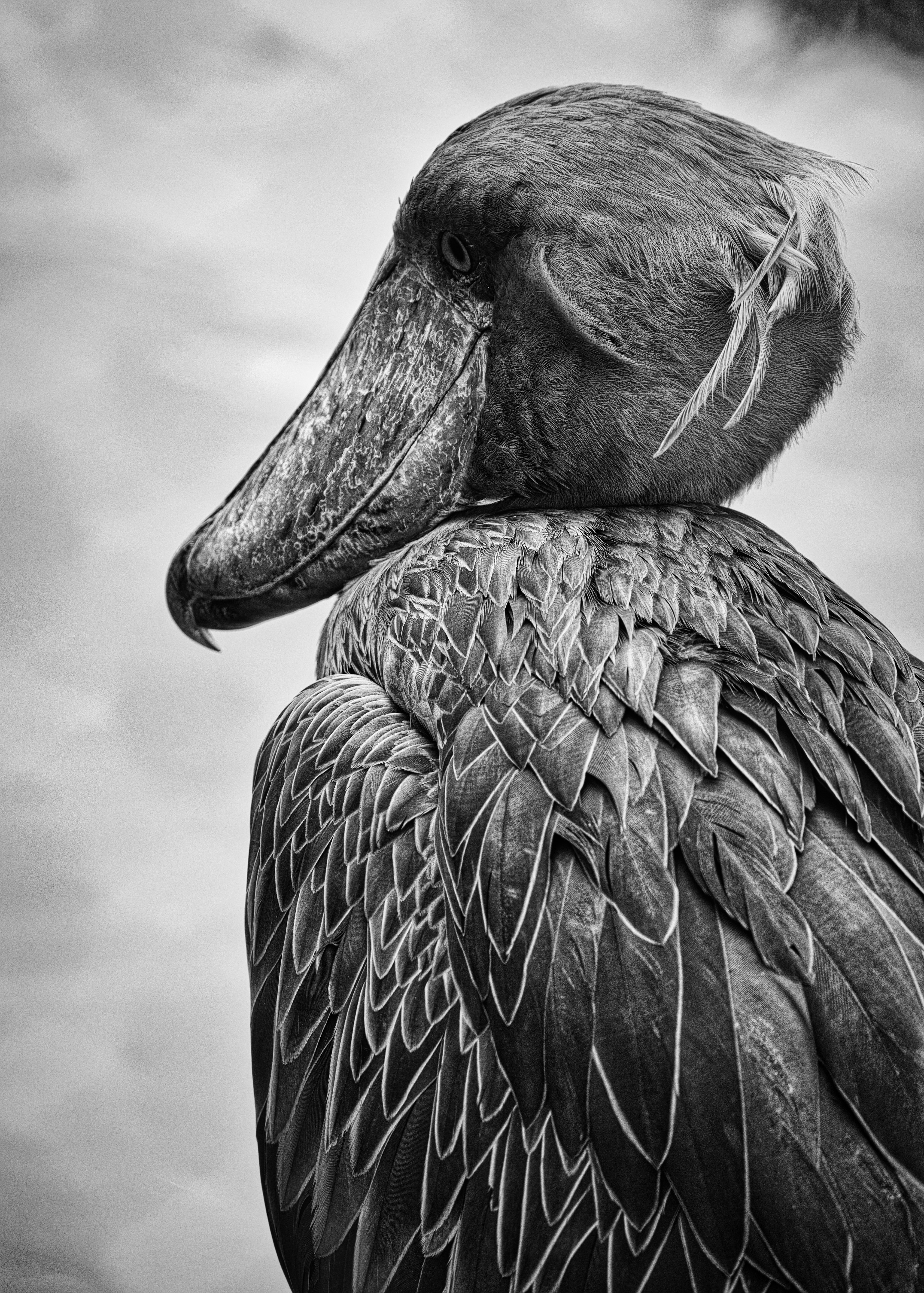 The Silent Guardian of the Waters