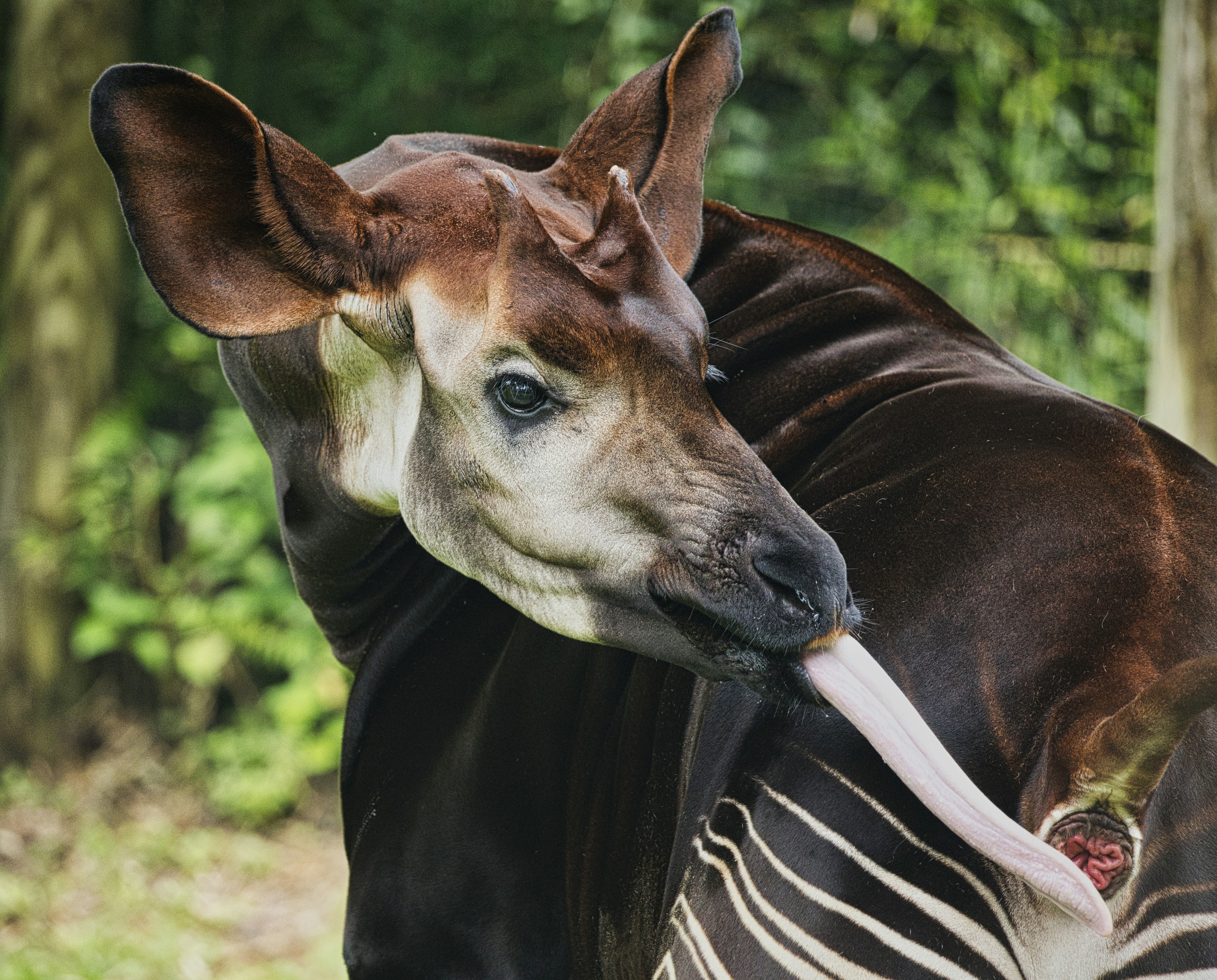 An okapi with striking features and a unique coat stands amidst lush greenery, showcasing its distinctive stripes and curious expression.