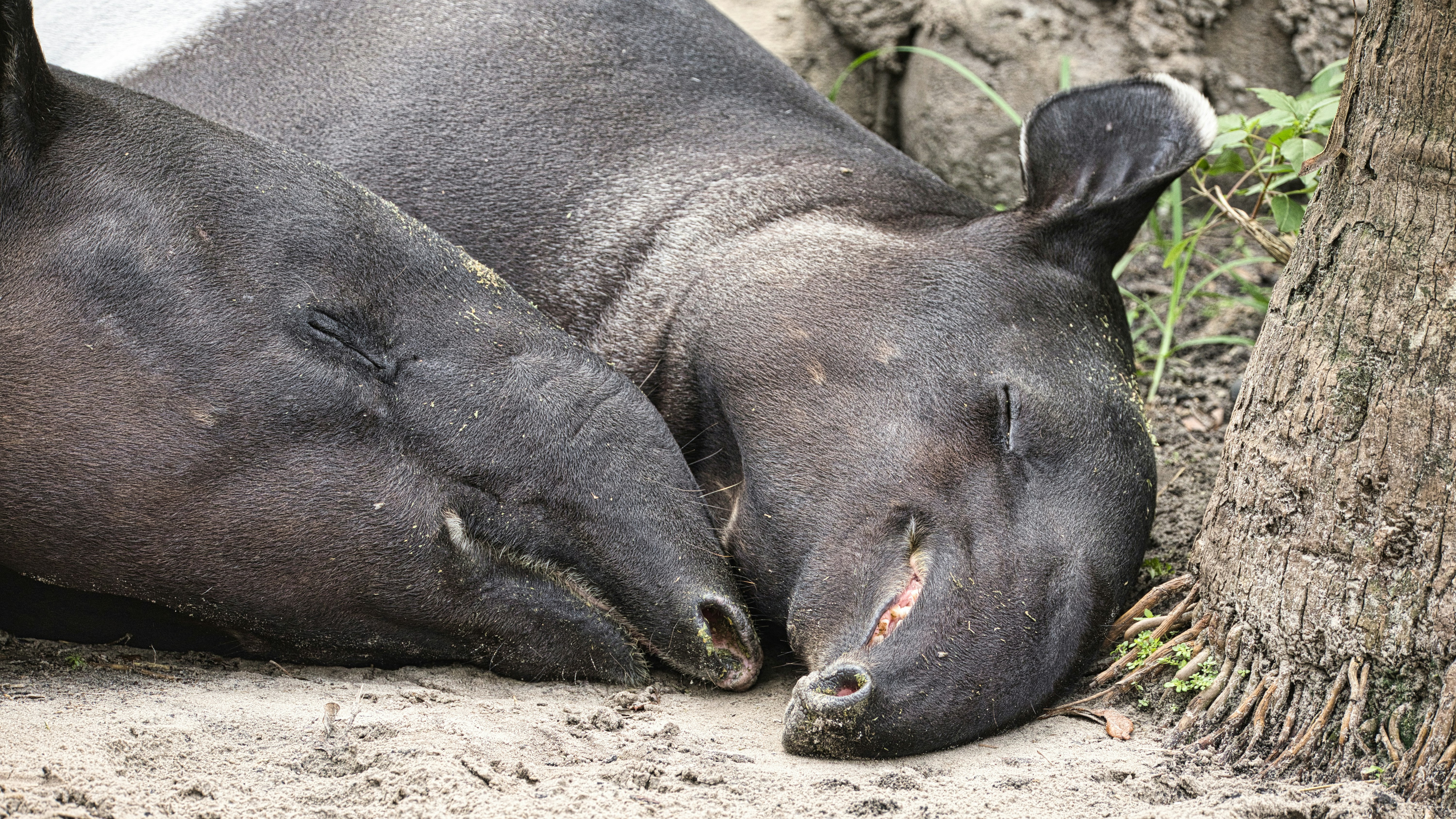 Serene Slumber of Gentle Giants