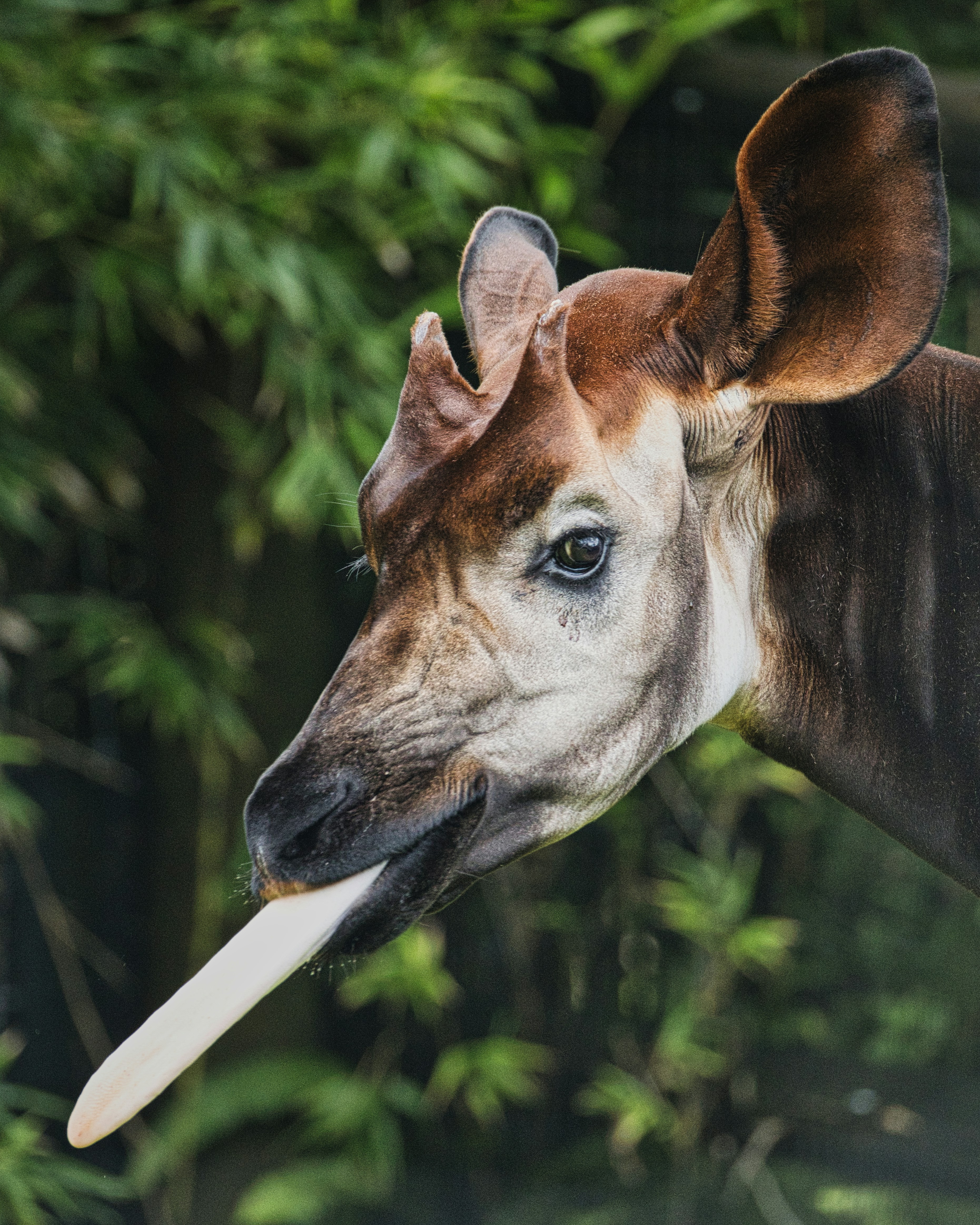 Close-up of an okapi with its long tongue extended, surrounded by lush greenery. The unique features of this elusive animal are highlighted beautifully.