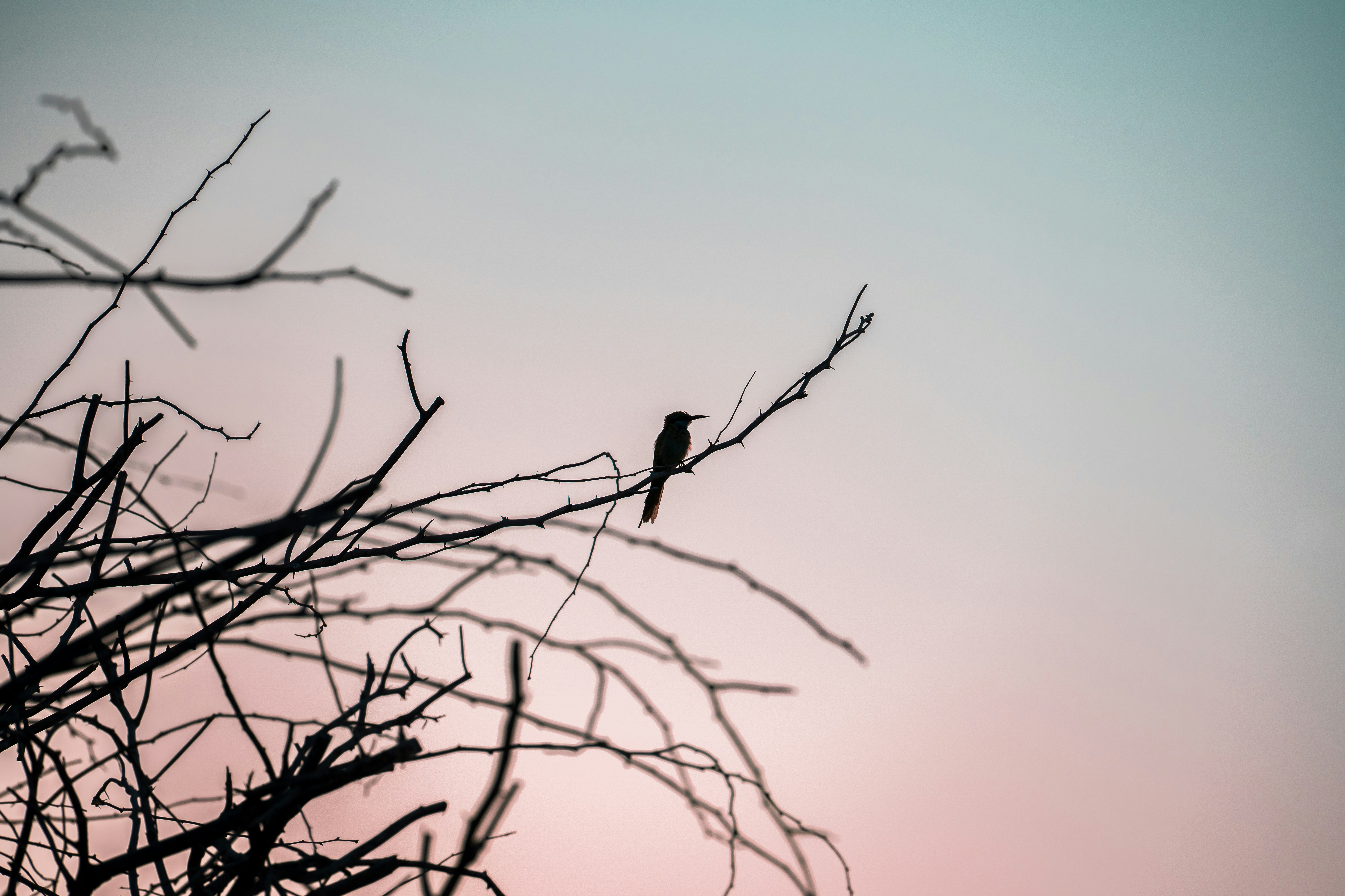 A solitary bird perched on a bare branch against a softly colored sky at dusk.