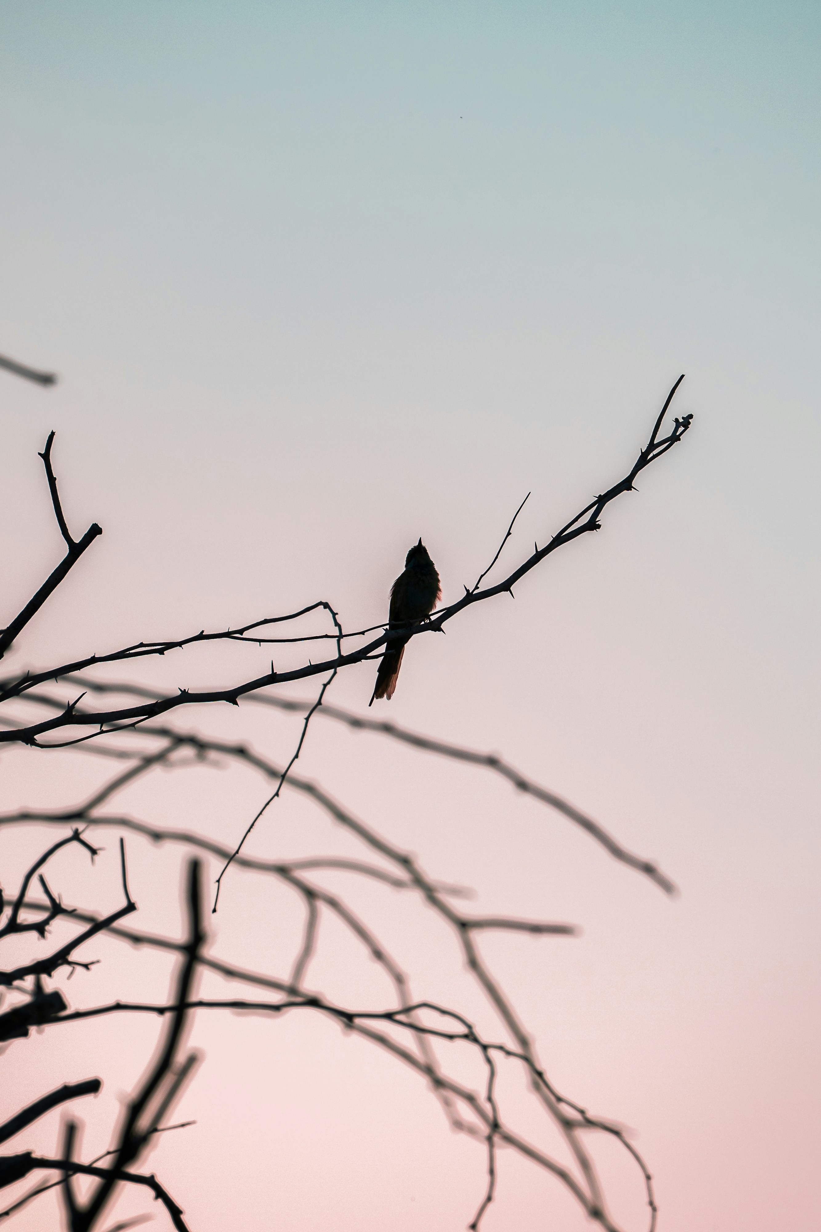 A solitary bird perched on a thin branch against a pastel sky at dusk.