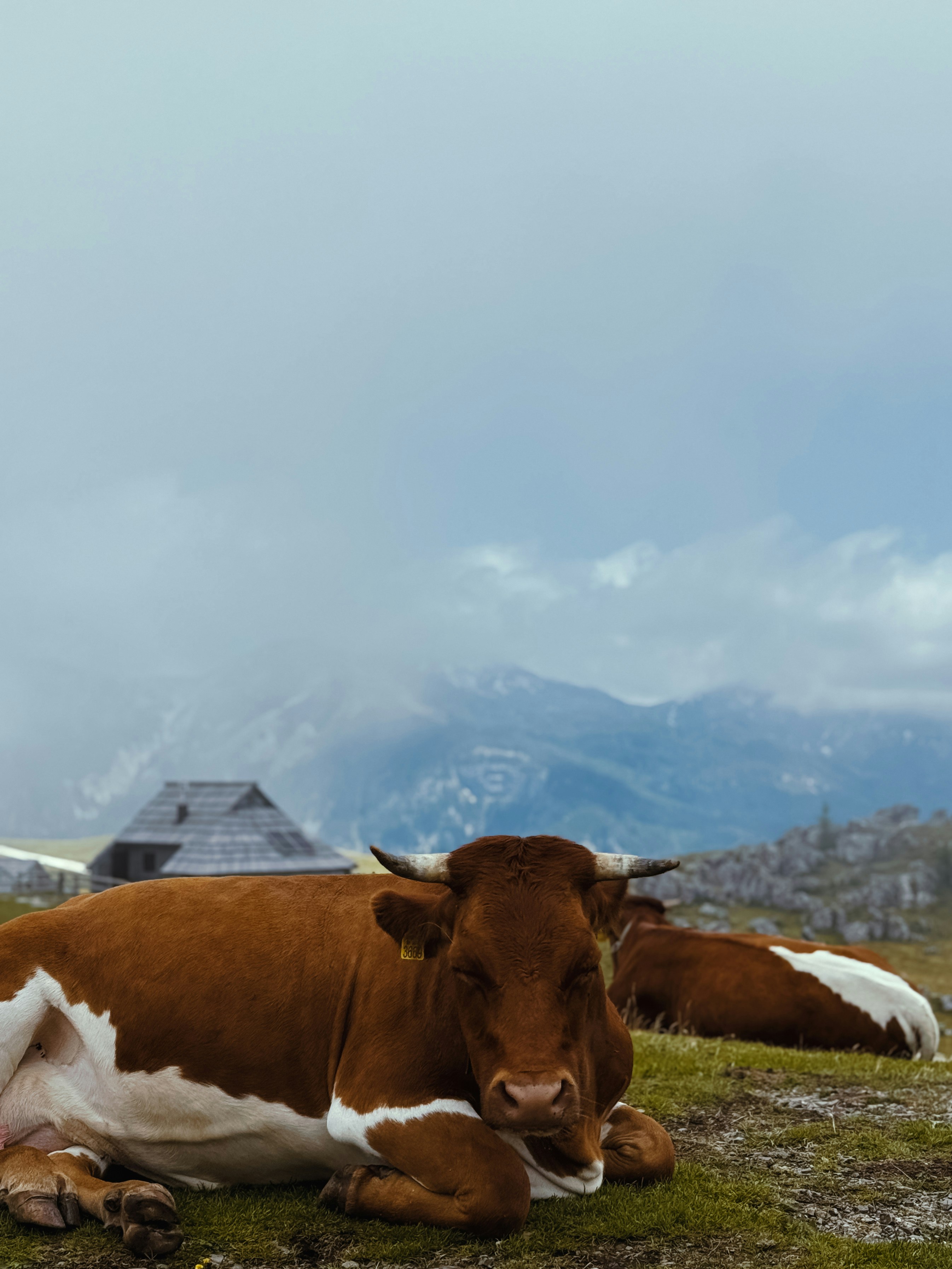 Brown and white cow resting in a grassy field.