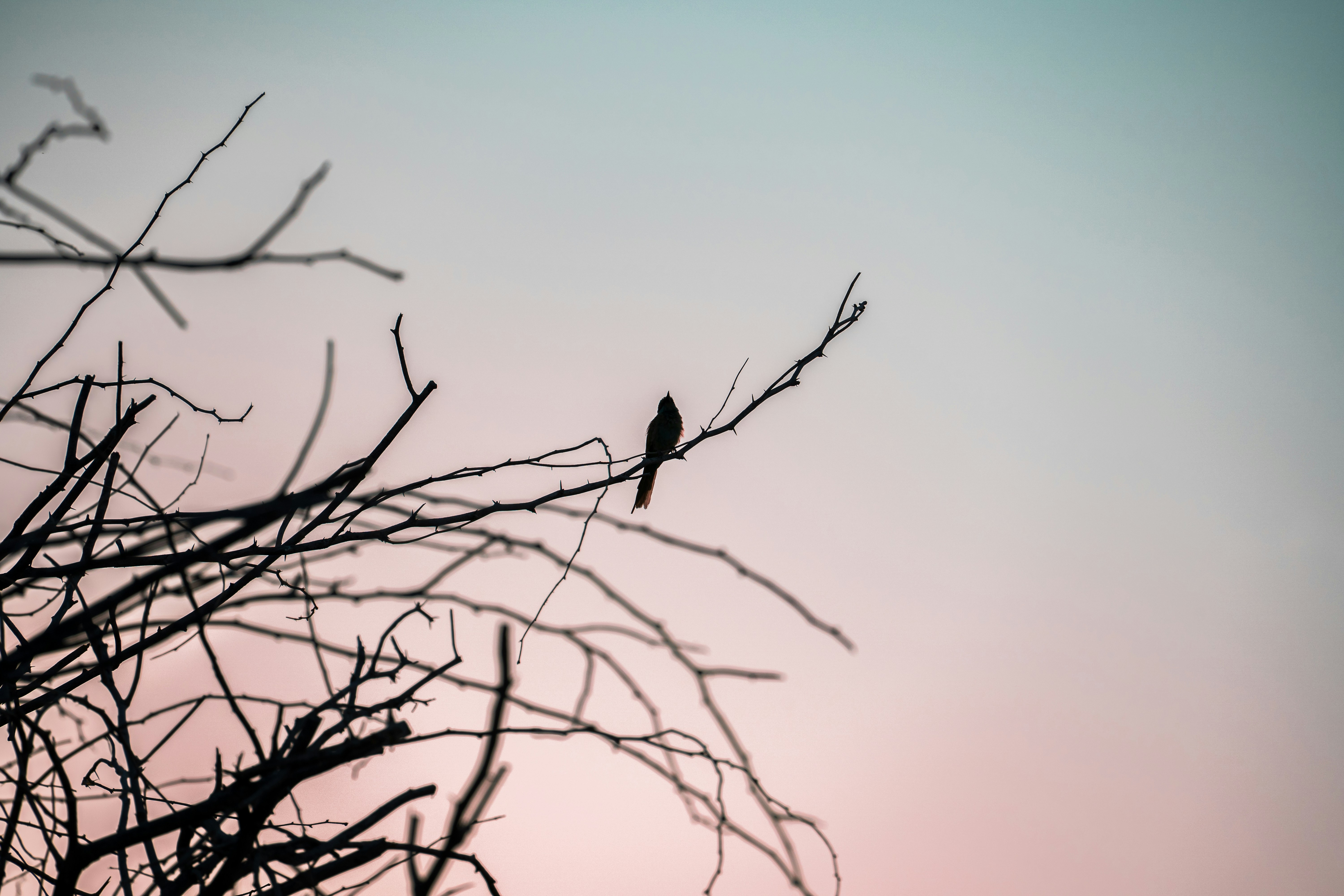 Silhouette of a bird on a tree branch at sunset.