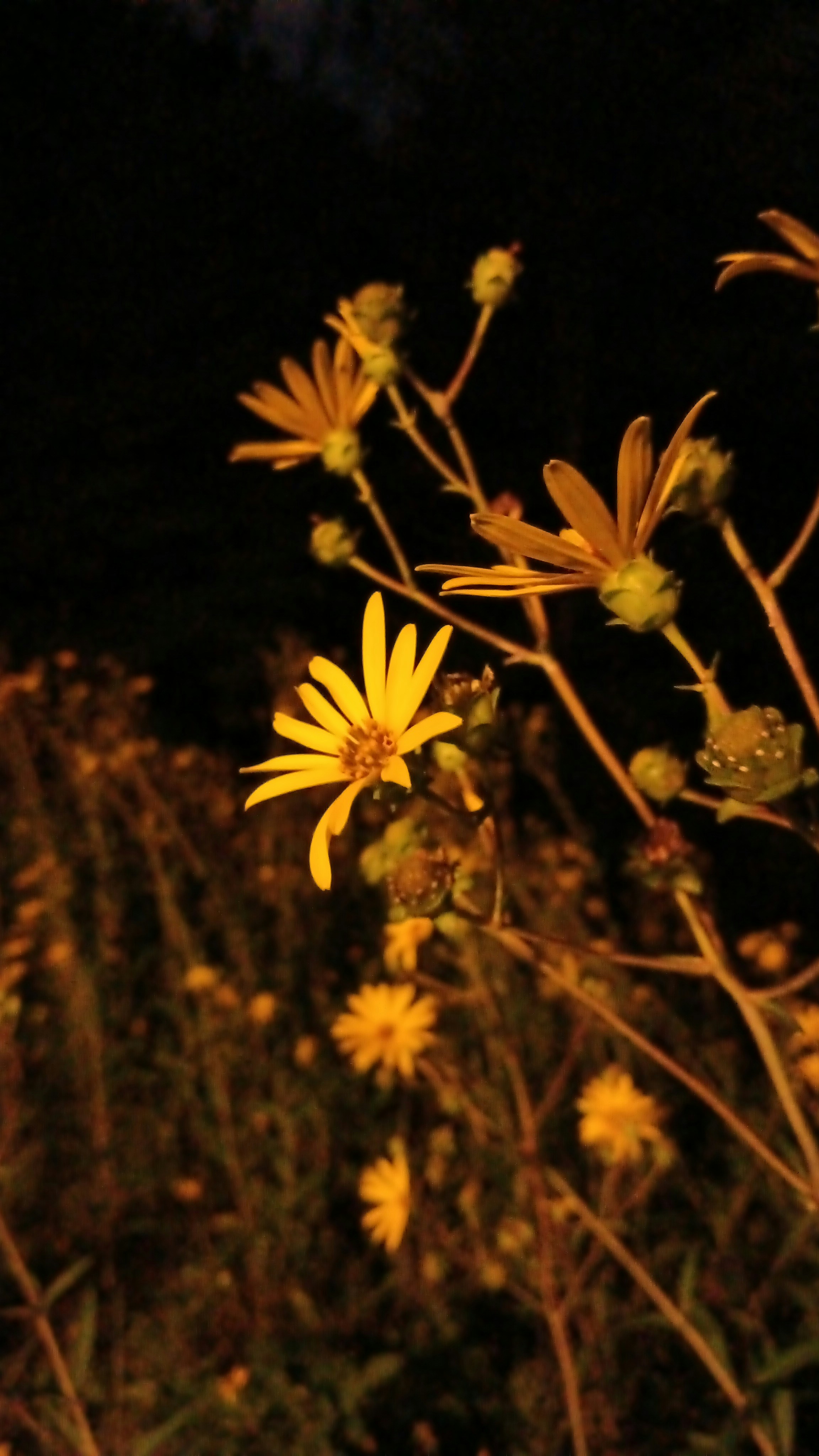 Yellow wildflowers bloom against a dark night sky.