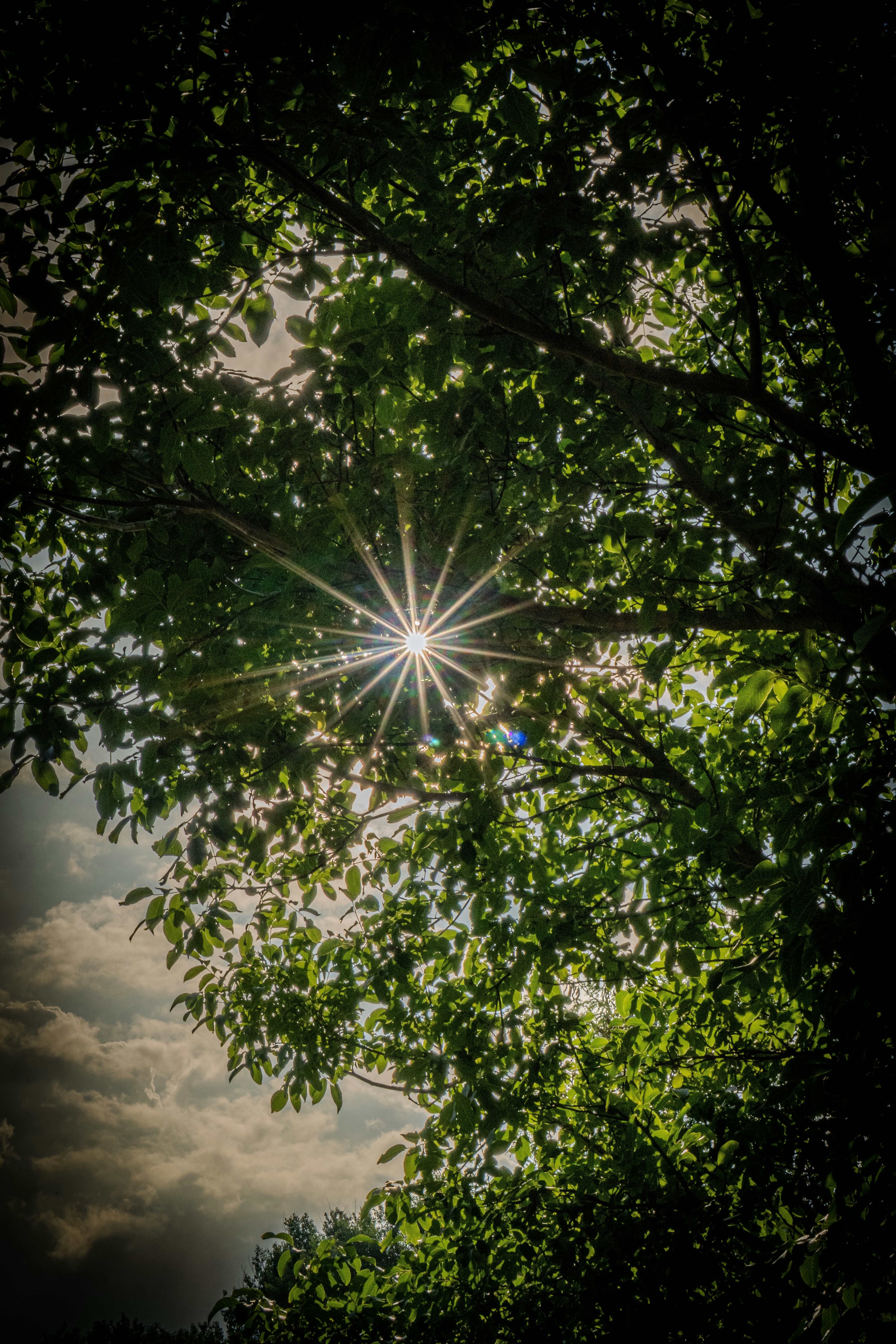 Sunlit Canopy: Nature's Radiant Embrace