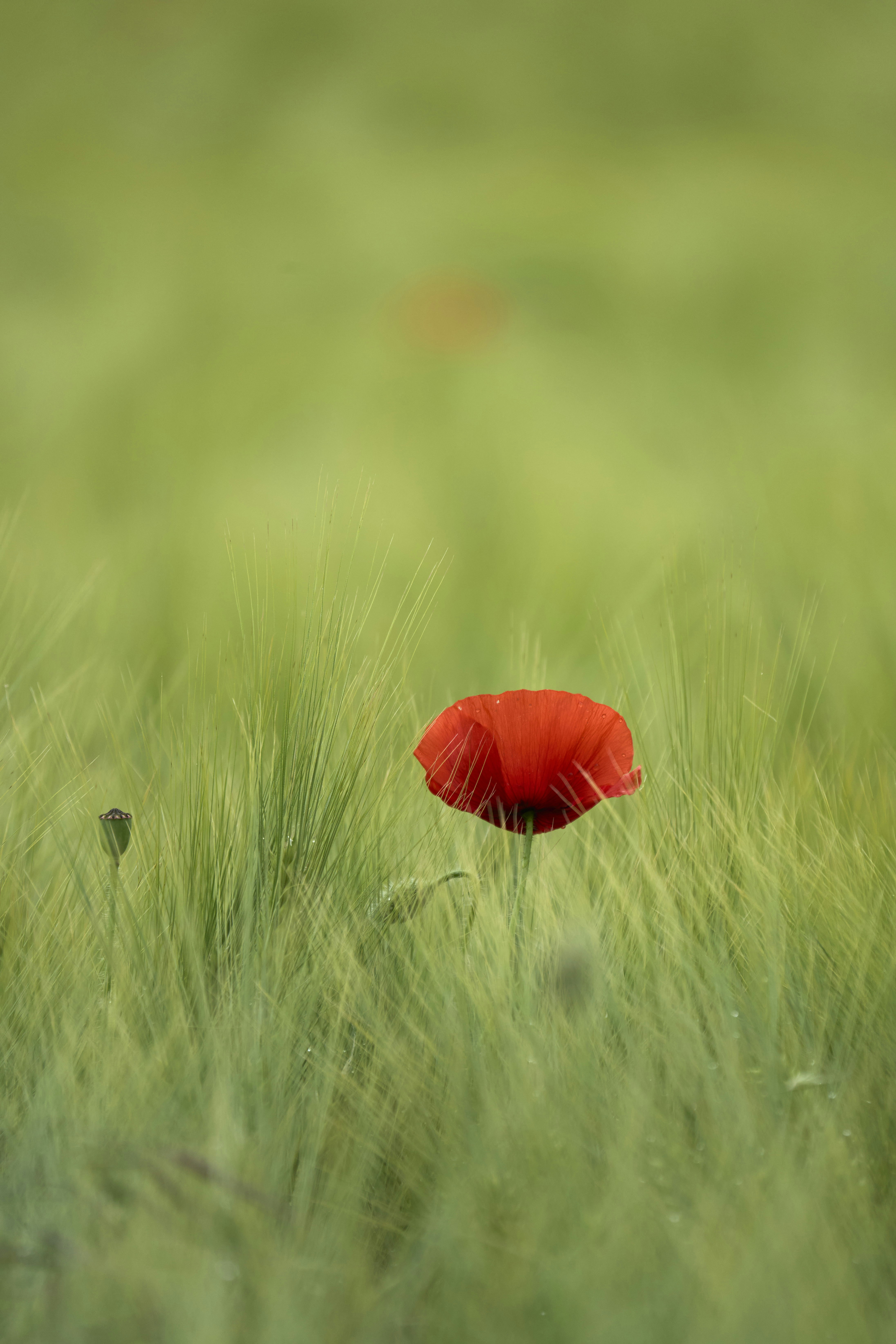 Lone Poppy Amidst the Green Waves
