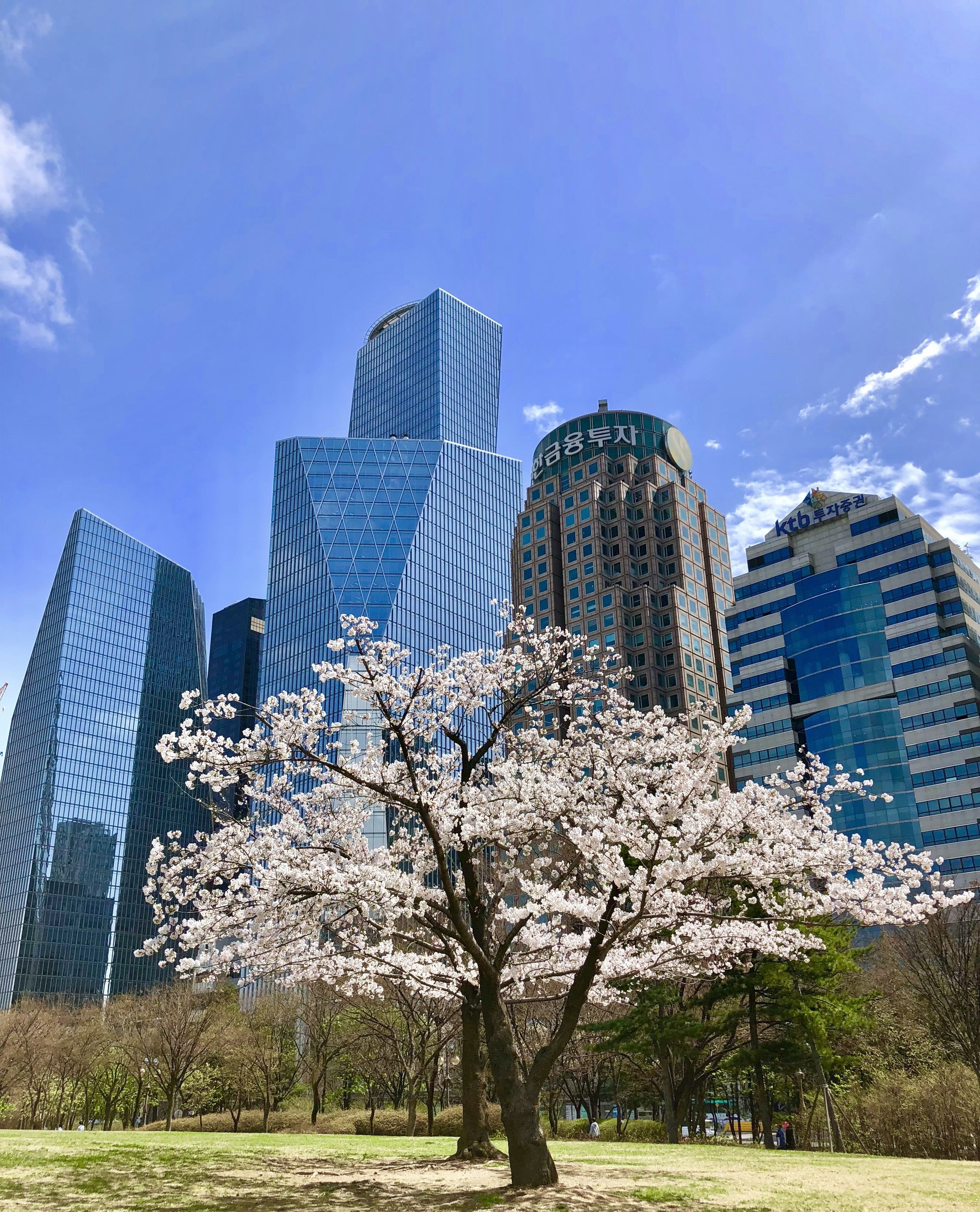 Cherry blossoms bloom before modern skyscrapers under a blue sky.
